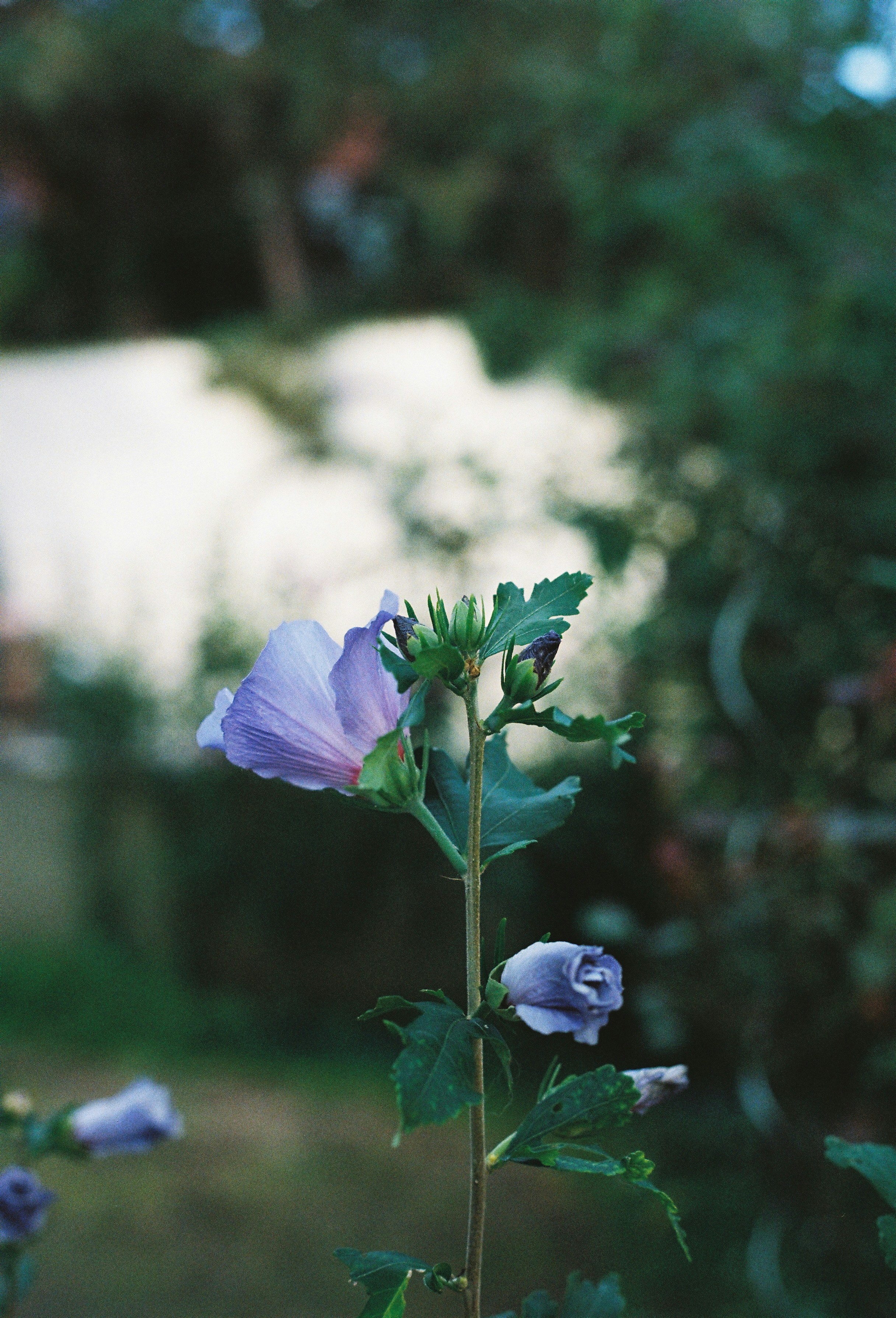 Photograph of a lavender-blue bloom on a slender stem, with a softly blurred garden background.
