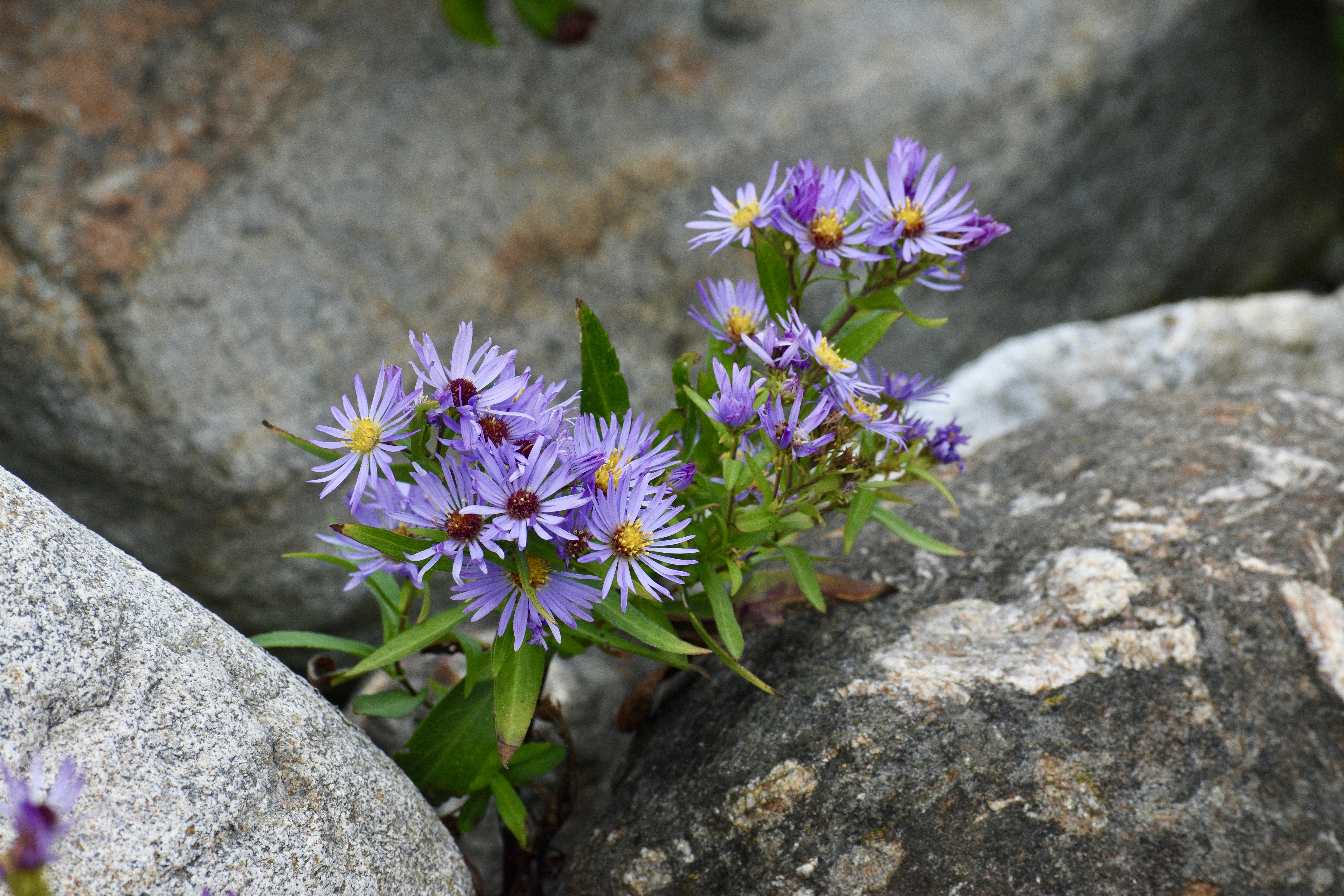 Bright chorus of purple asters blooming between weathered stones