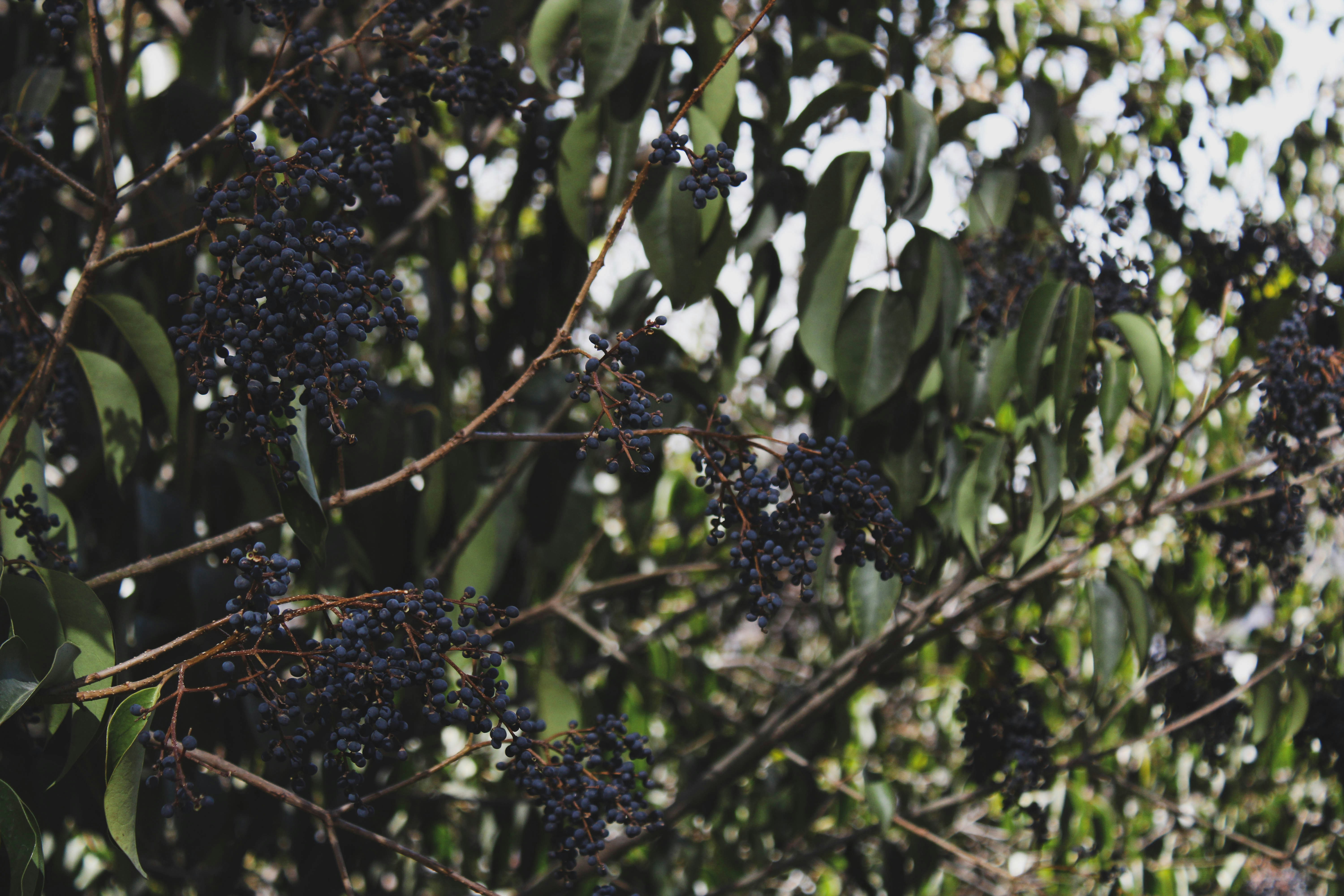 Clusters of dark berries nestled among lush green leaves, showcasing the intricate details of nature's palette.