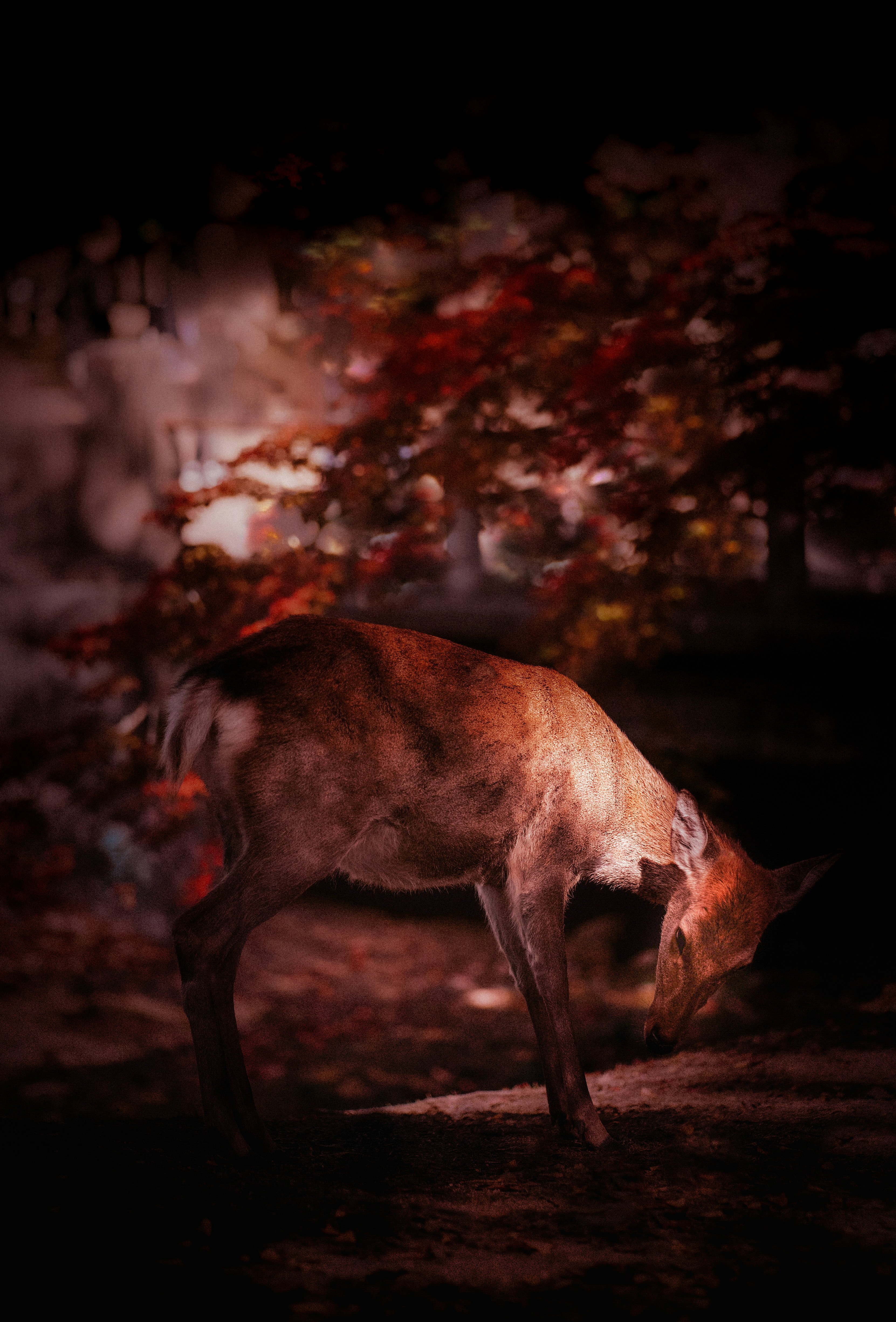 fever dream 