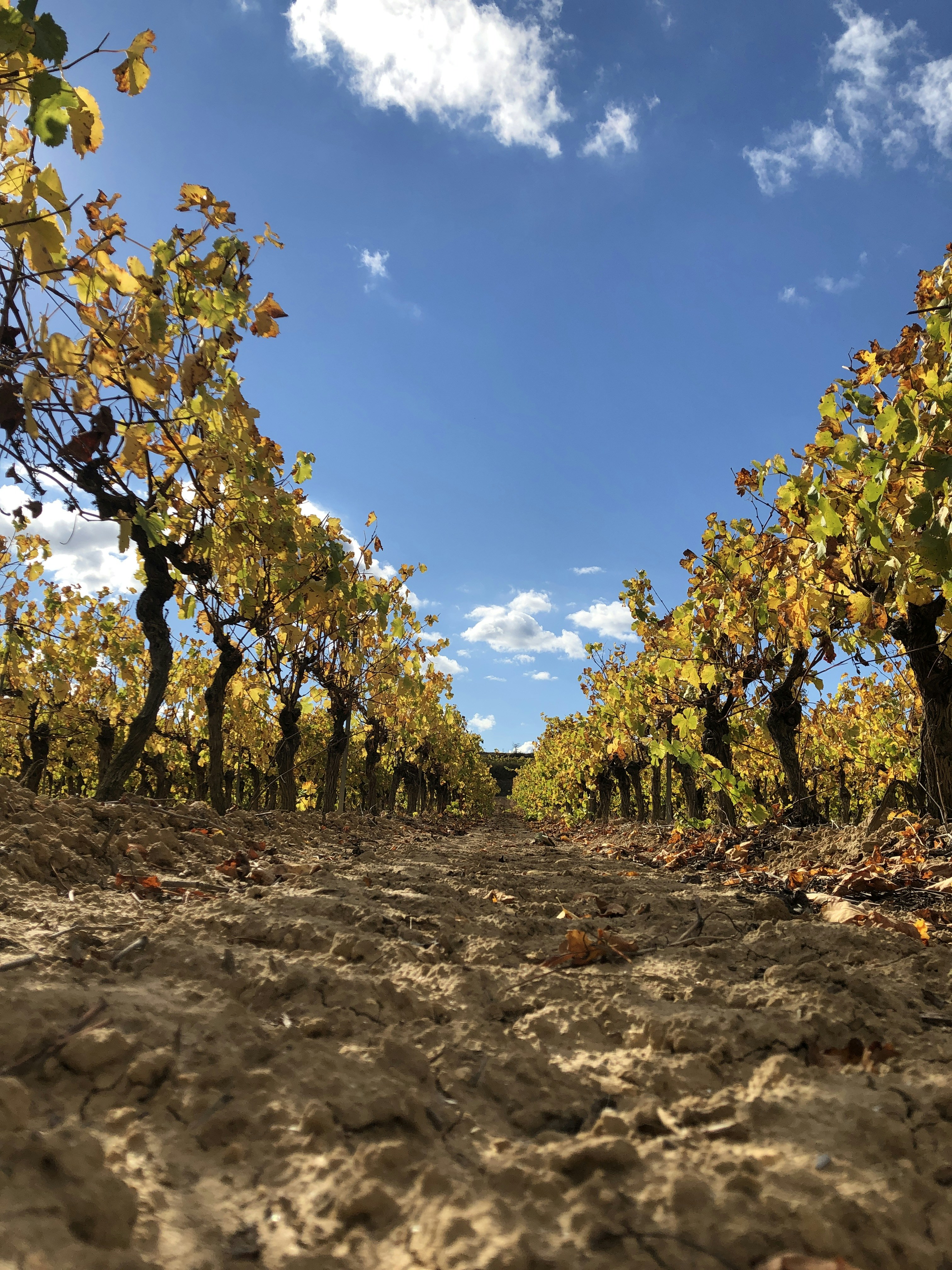 Foto zum Thema Ein Haufen Bäume, die im Dreck sind – Kostenloses Bild ...