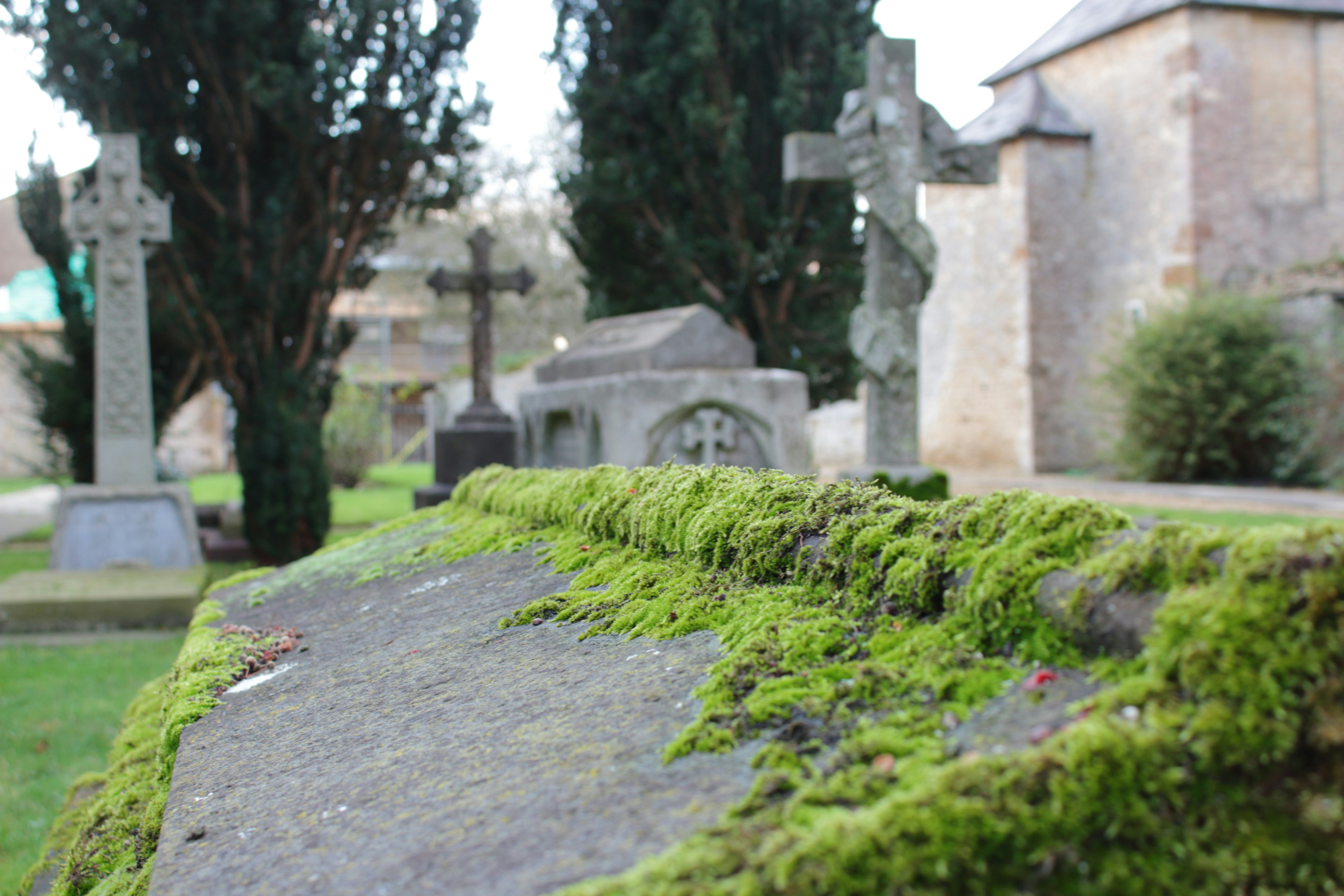 Moss growing on a grave in a cemetery photo – Free Cross Image on Unsplash