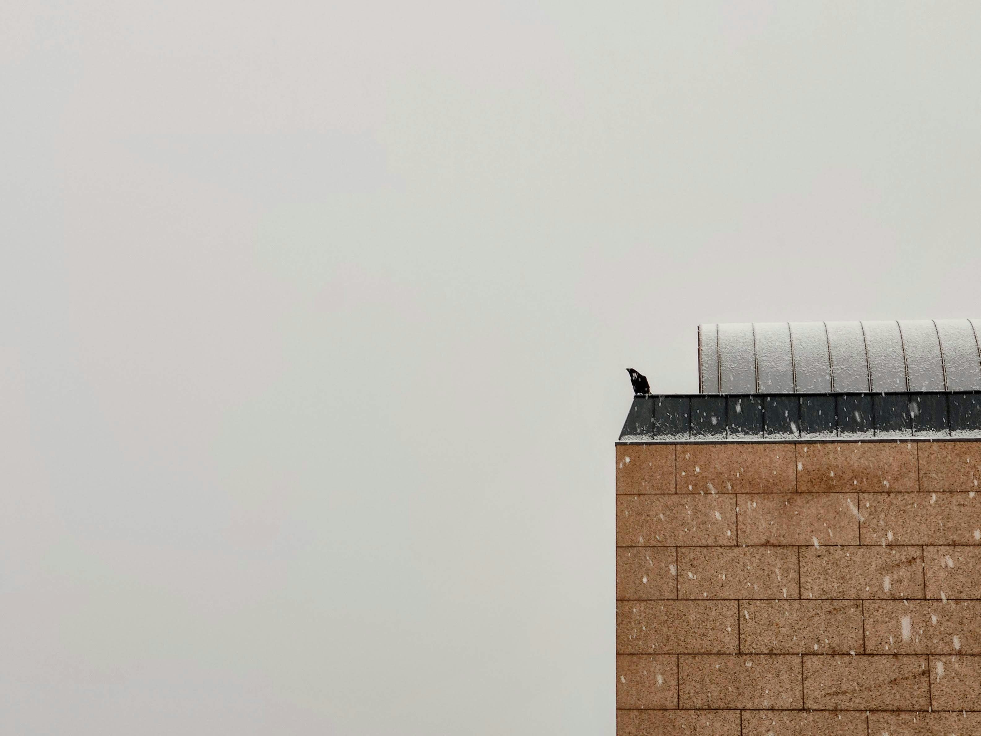 Crow on the edge of a building while snowing in Iceland.