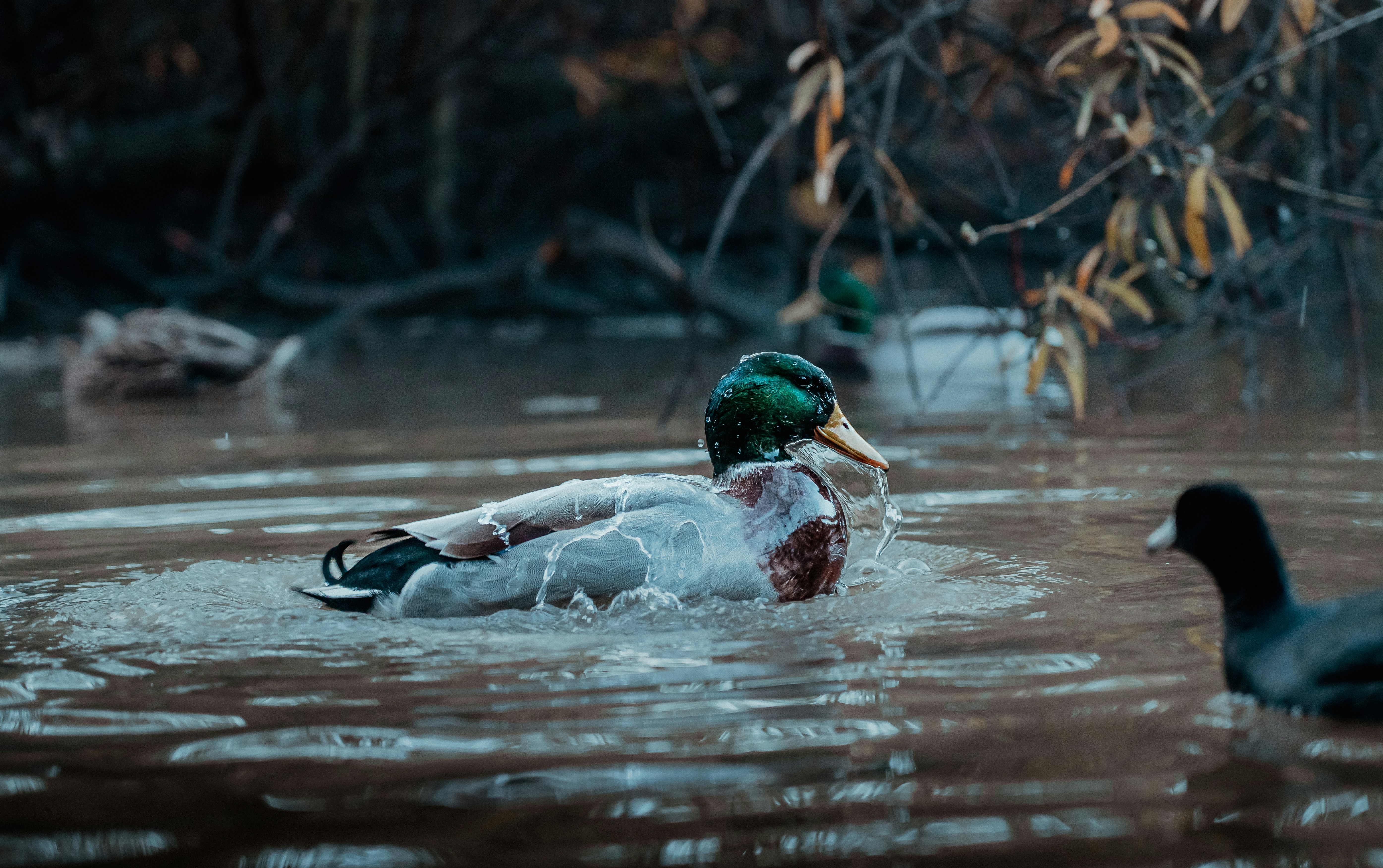 Emerald Crown on Quiet Waters: A Mallard's Drift