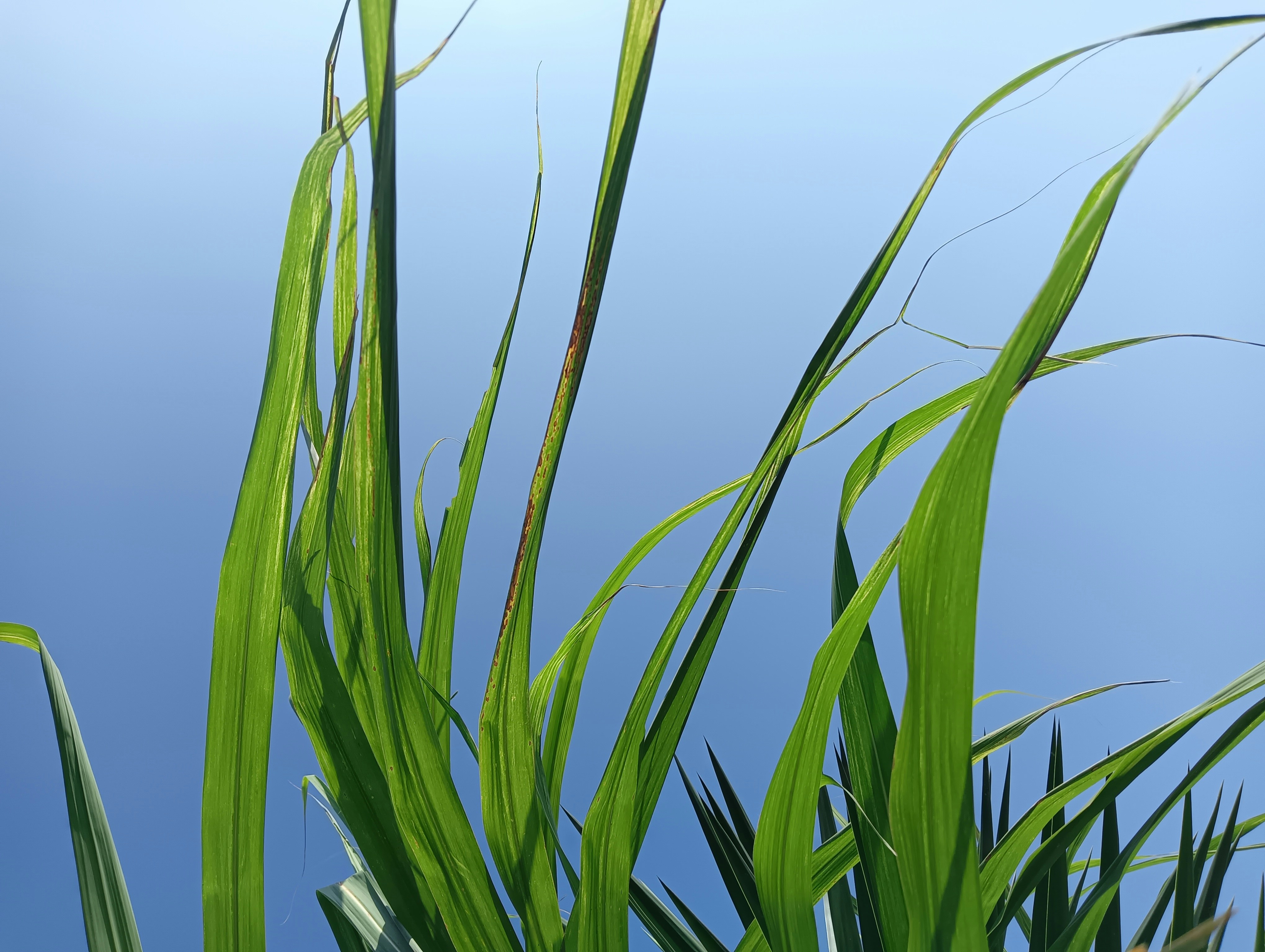 A close up of some green grass with a blue sky in the background photo ...