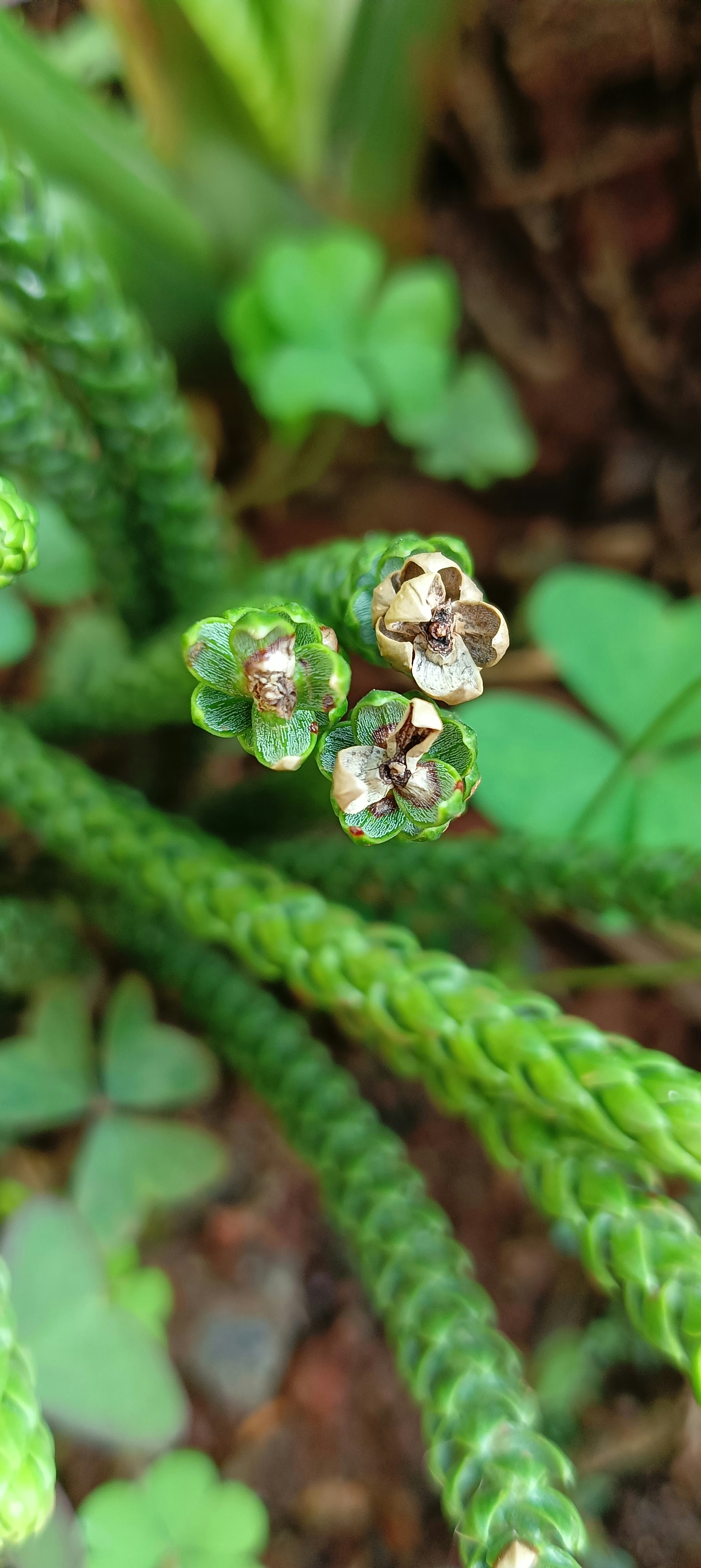 Close-up photograph of lime-green seed pods and braided stems, revealing fine textures and natural patterns. A macro-focused shot that highlights the plant's structure and color.