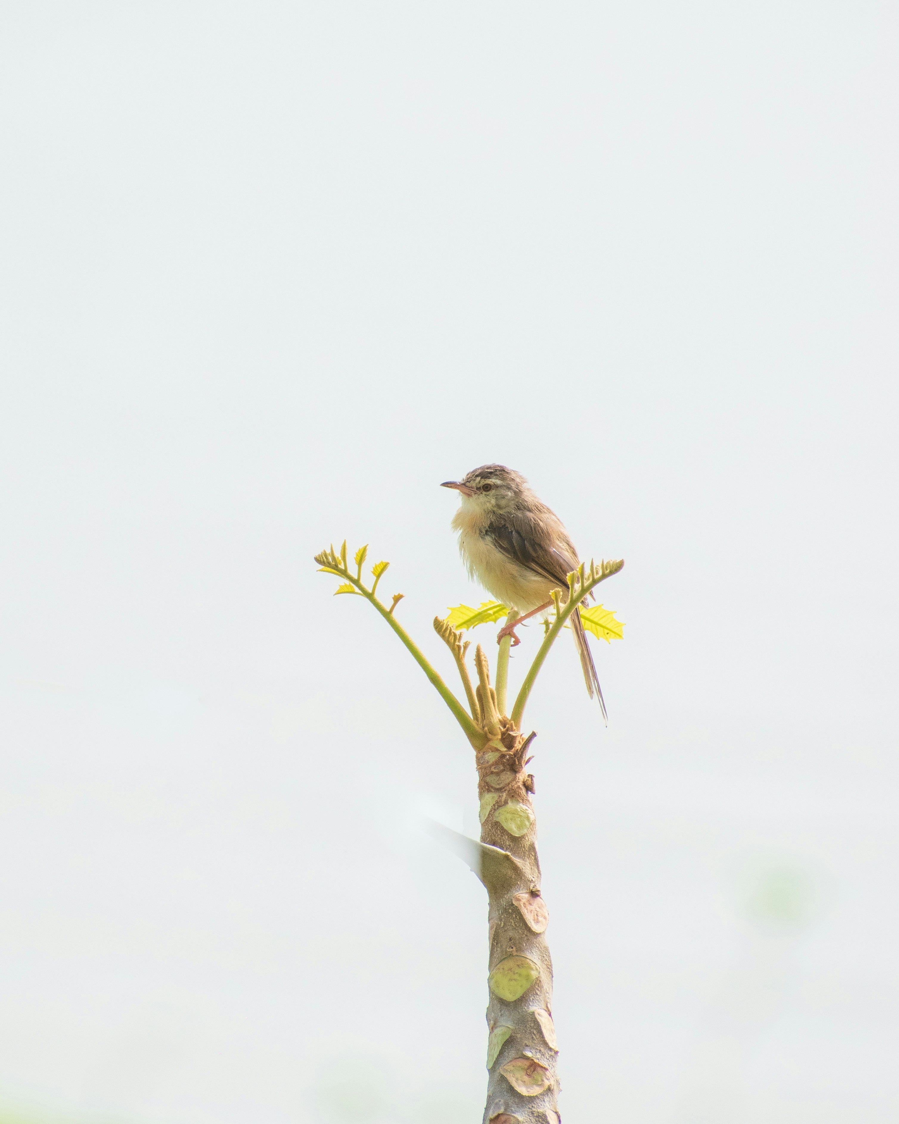 A small bird perched atop a budding branch, surrounded by a soft, blurred background. The scene captures a moment of tranquility in nature.