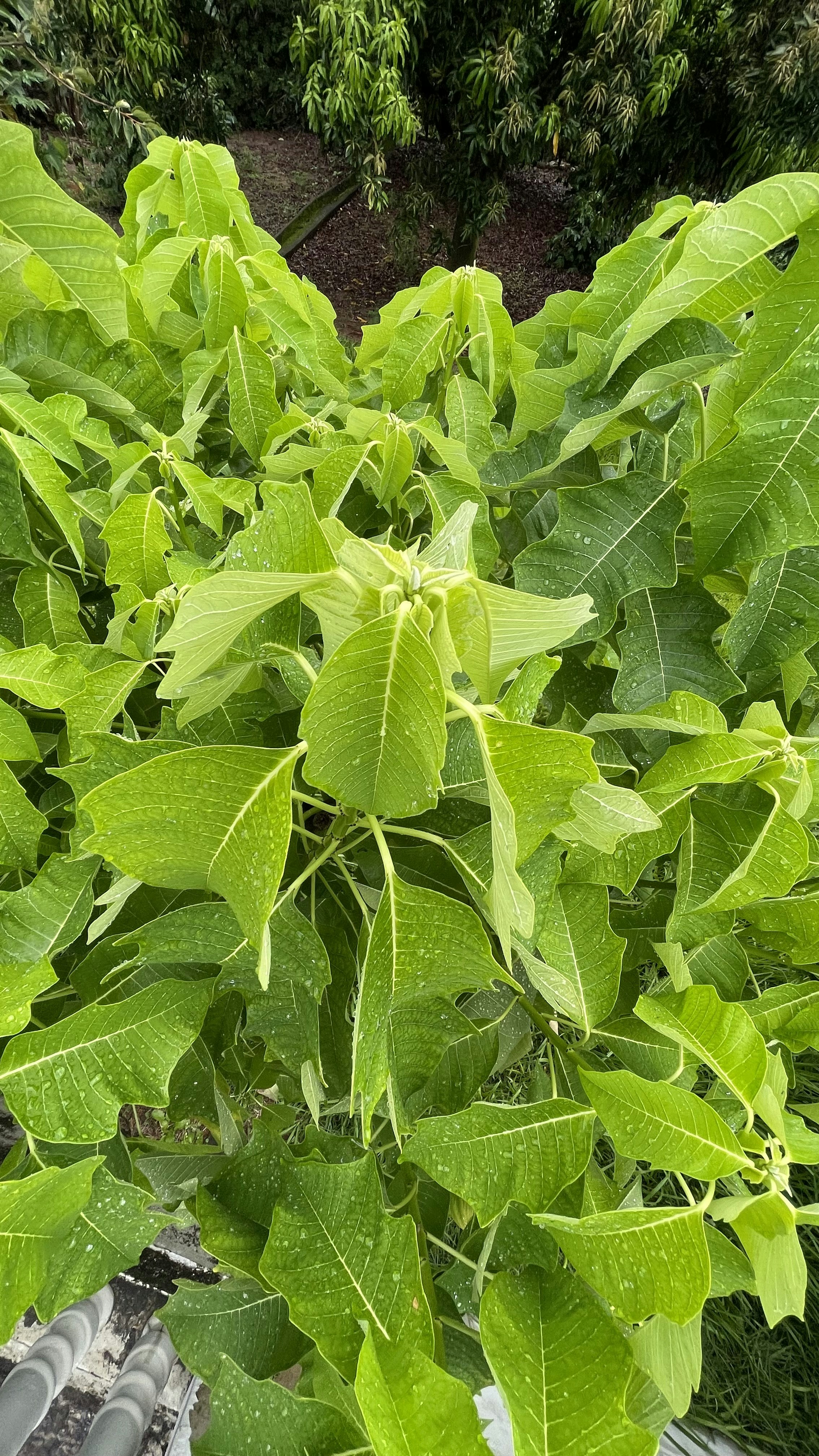 Emerald Veinscape: A Close-Up of Sunlit Garden Foliage