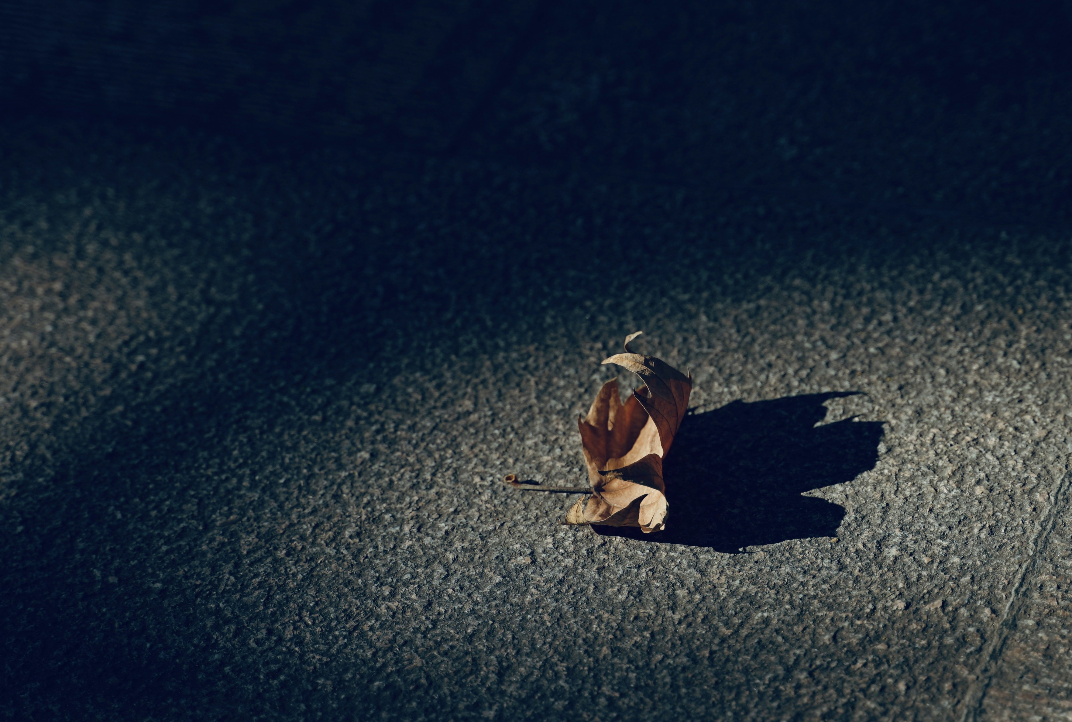Lone Bronze Leaf Cast in Indigo Quiet on Asphalt