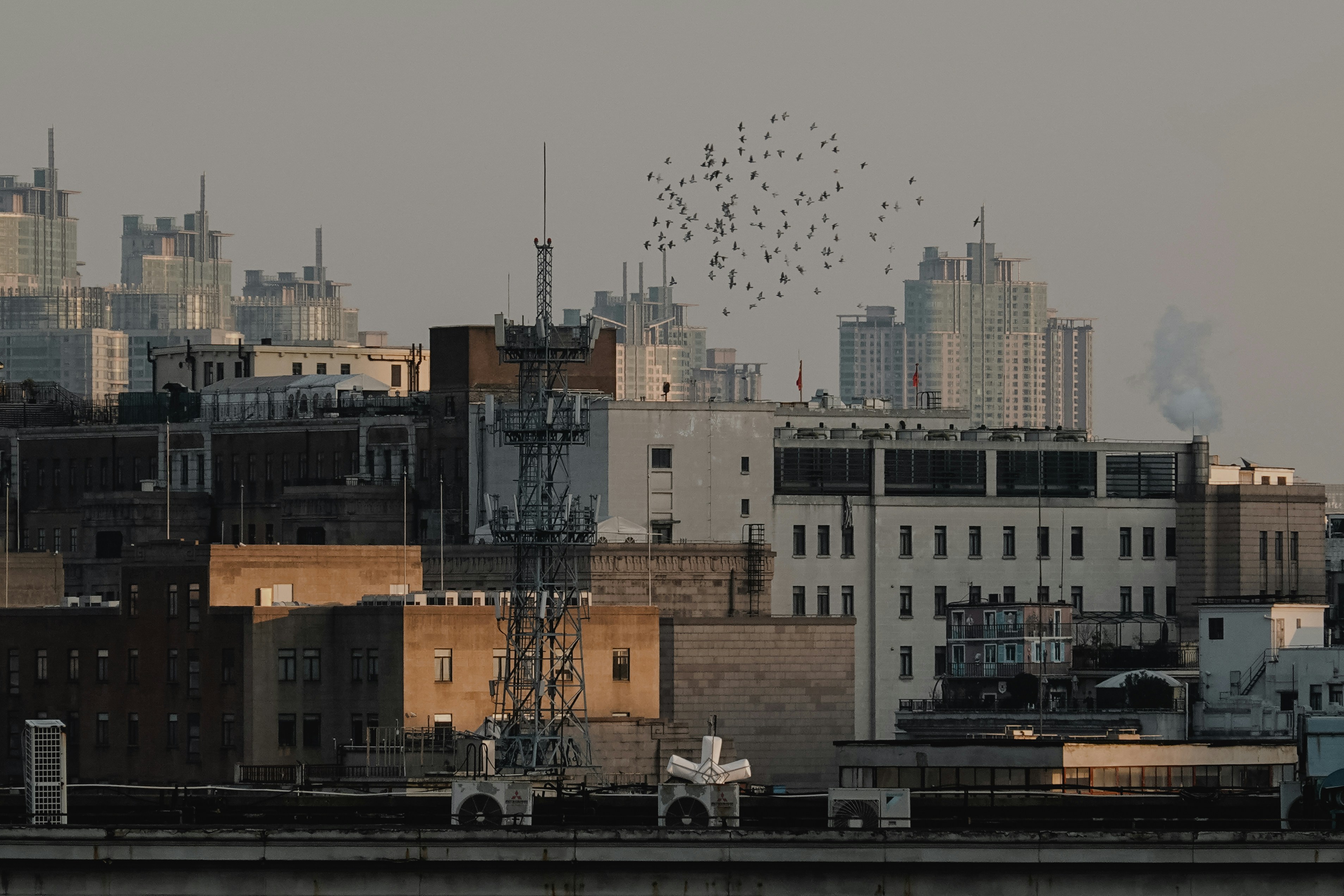 Silhouetted cityscape at dusk, featuring a blend of modern architecture and a flock of birds in flight. The scene captures the harmony between urban life and nature.
