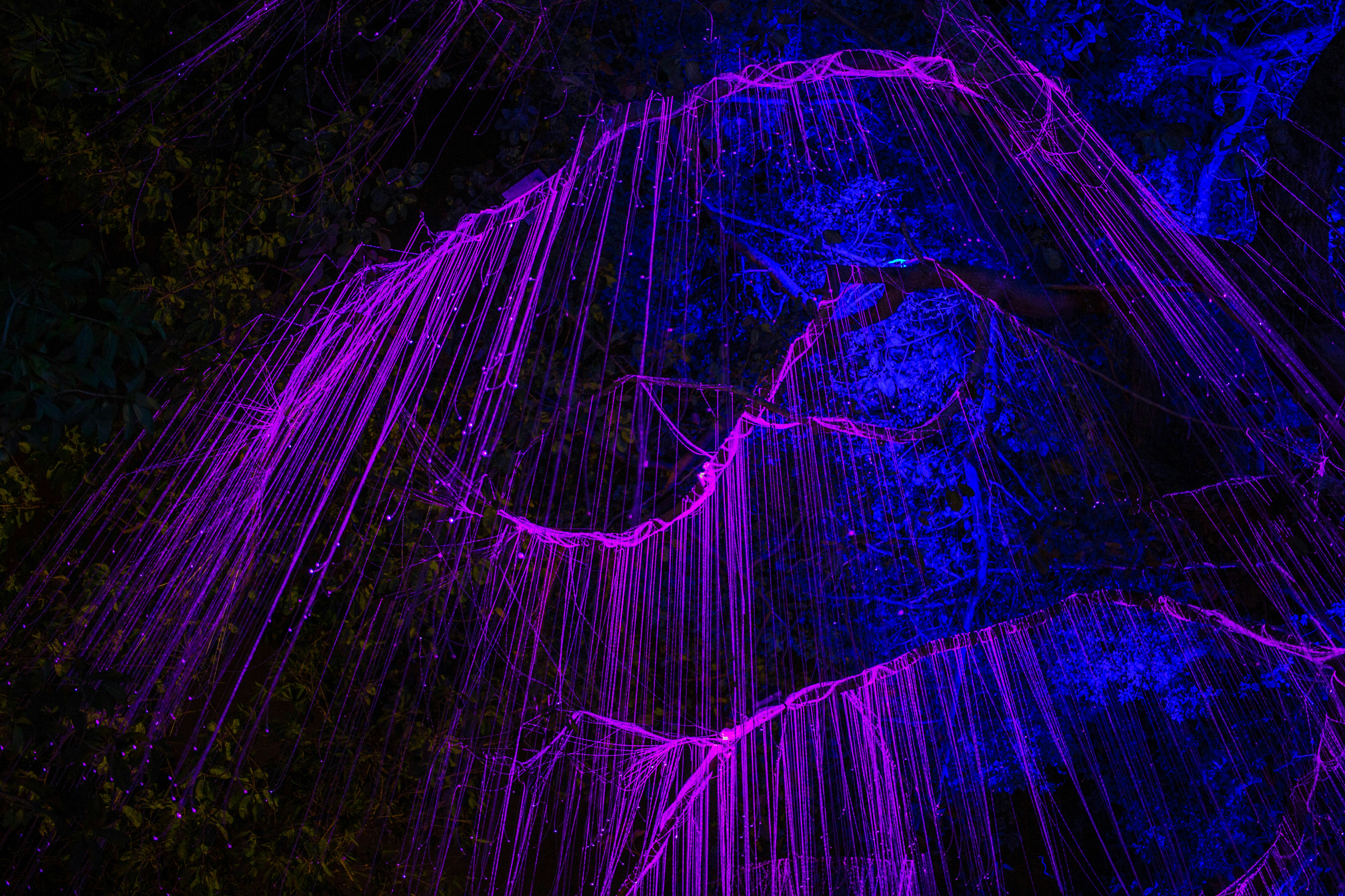 550+ Neon Purple Pictures | Download Free Images on Unsplash