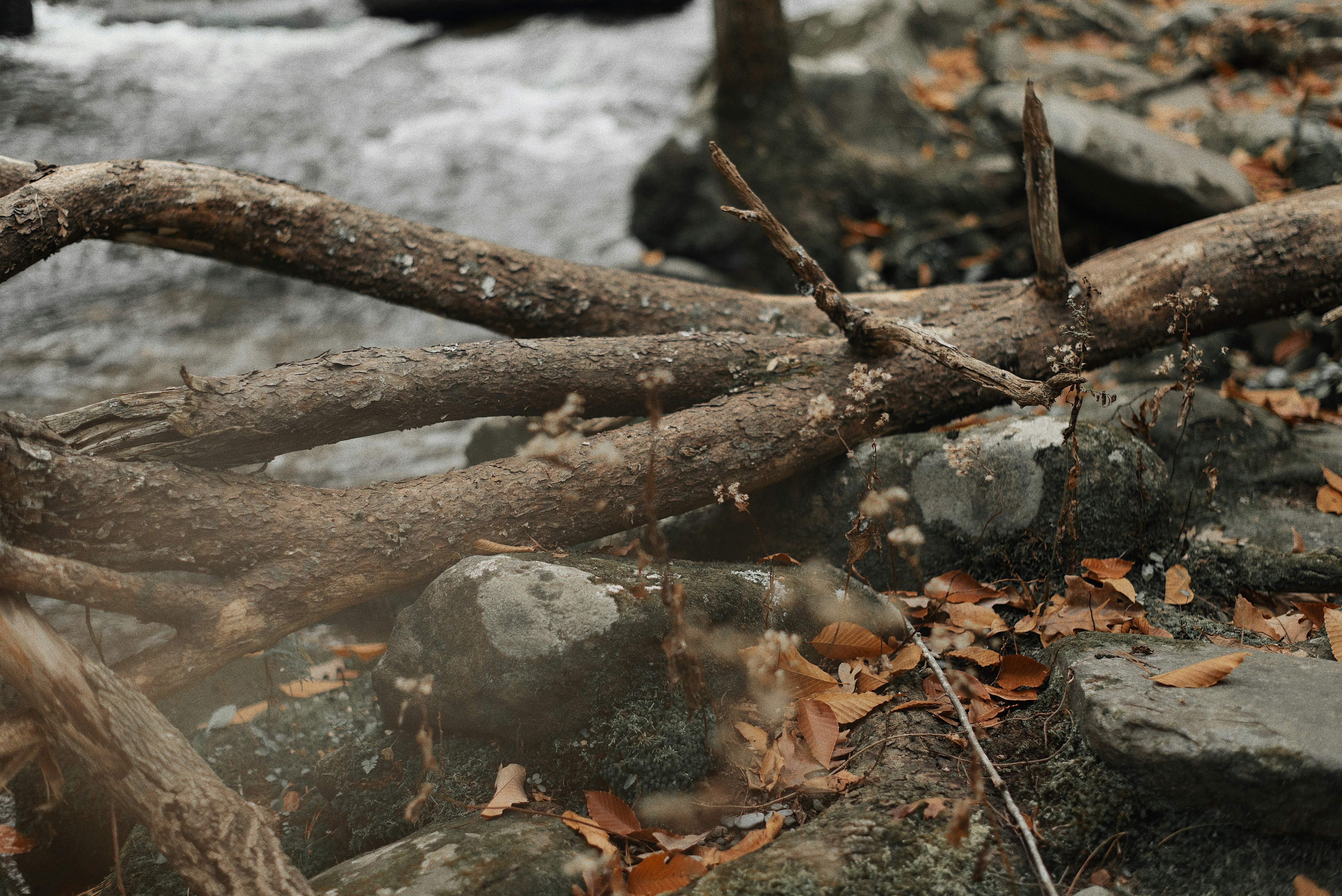 A fallen tree trunk rests across a rocky riverbank, surrounded by autumn leaves and flowing water.