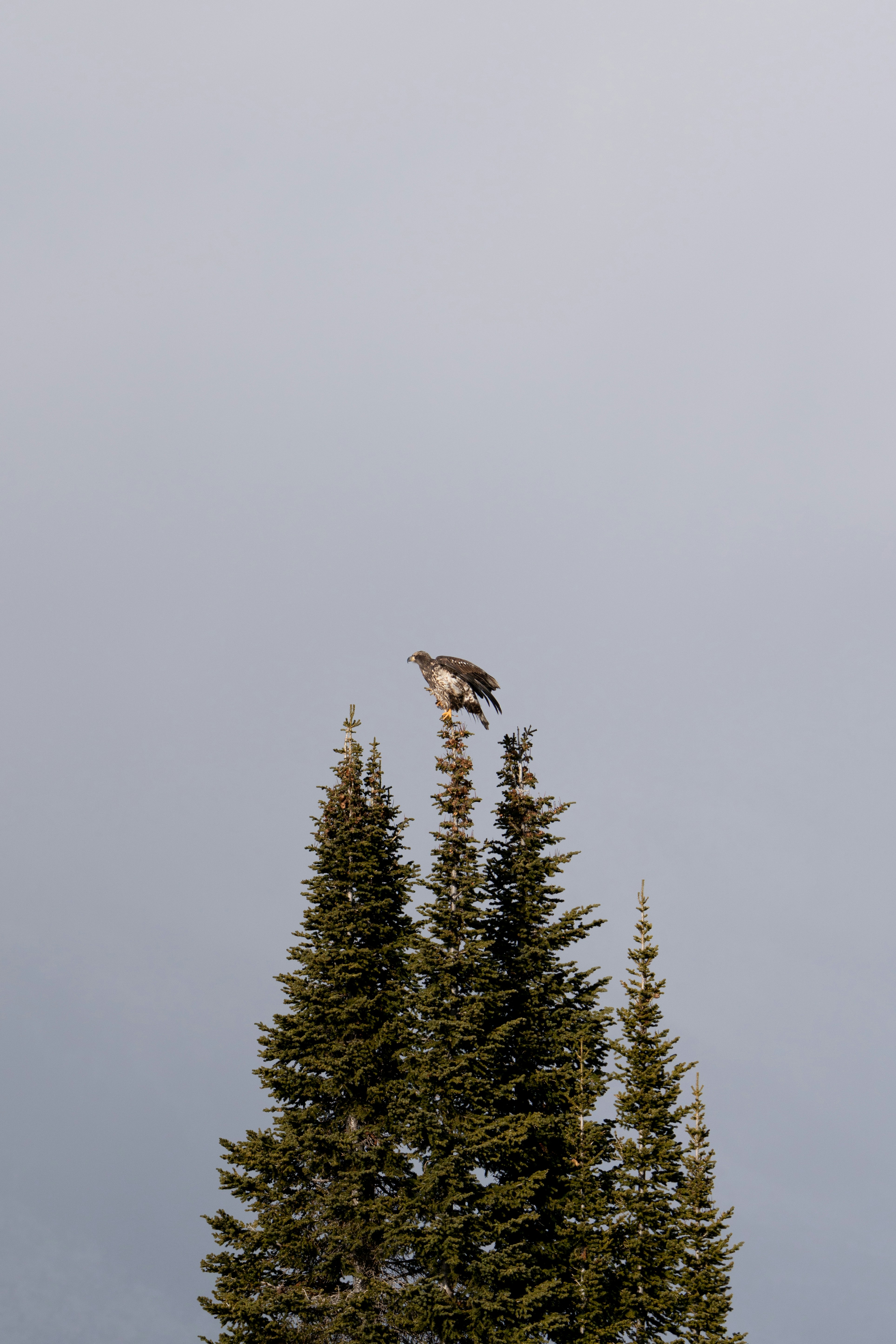 Raptor on a Pine Spire Beneath a Pale Overcast Sky