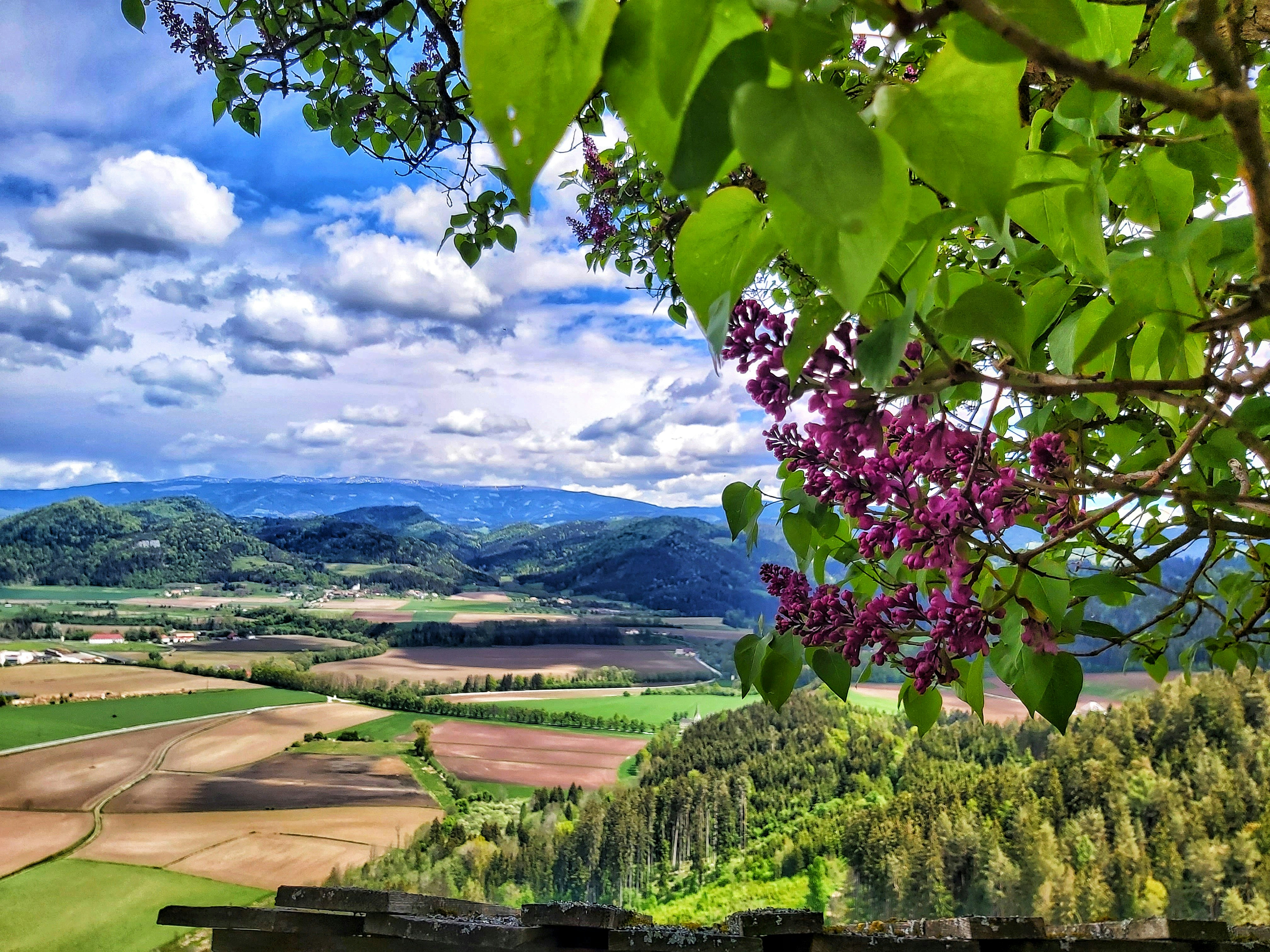 Vibrant lilac blooms frame a panoramic view of rolling hills and patchwork fields under a dynamic sky. The scene captures the essence of springtime beauty.
