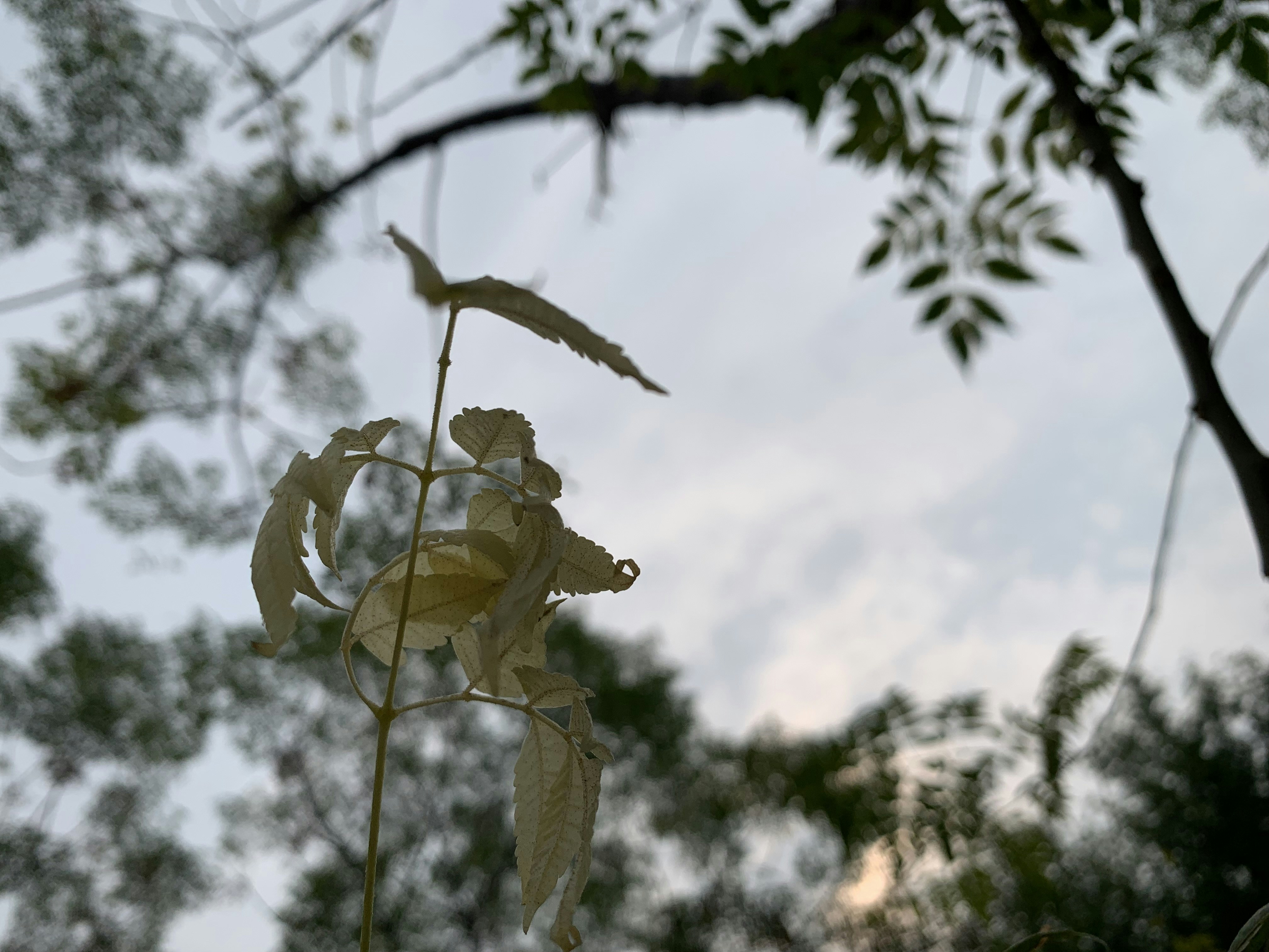Foreground Leaf in Focus, Framed by a Blur of Canopy and Sky