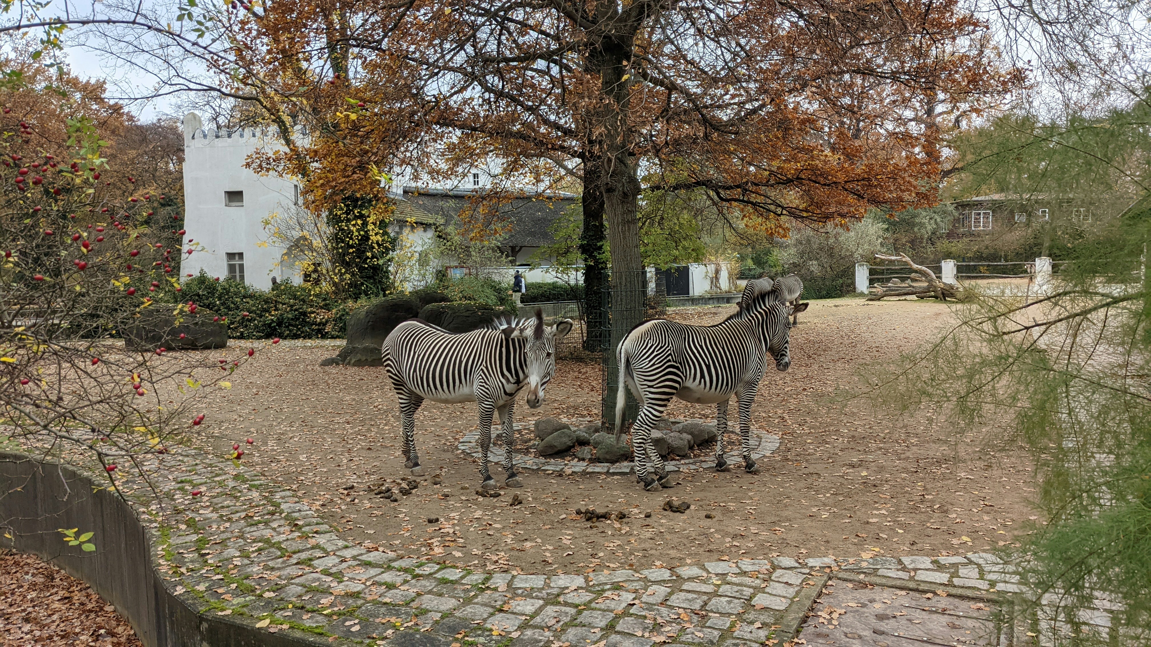 Two zebras standing peacefully under a large tree surrounded by autumn foliage in a tranquil setting.