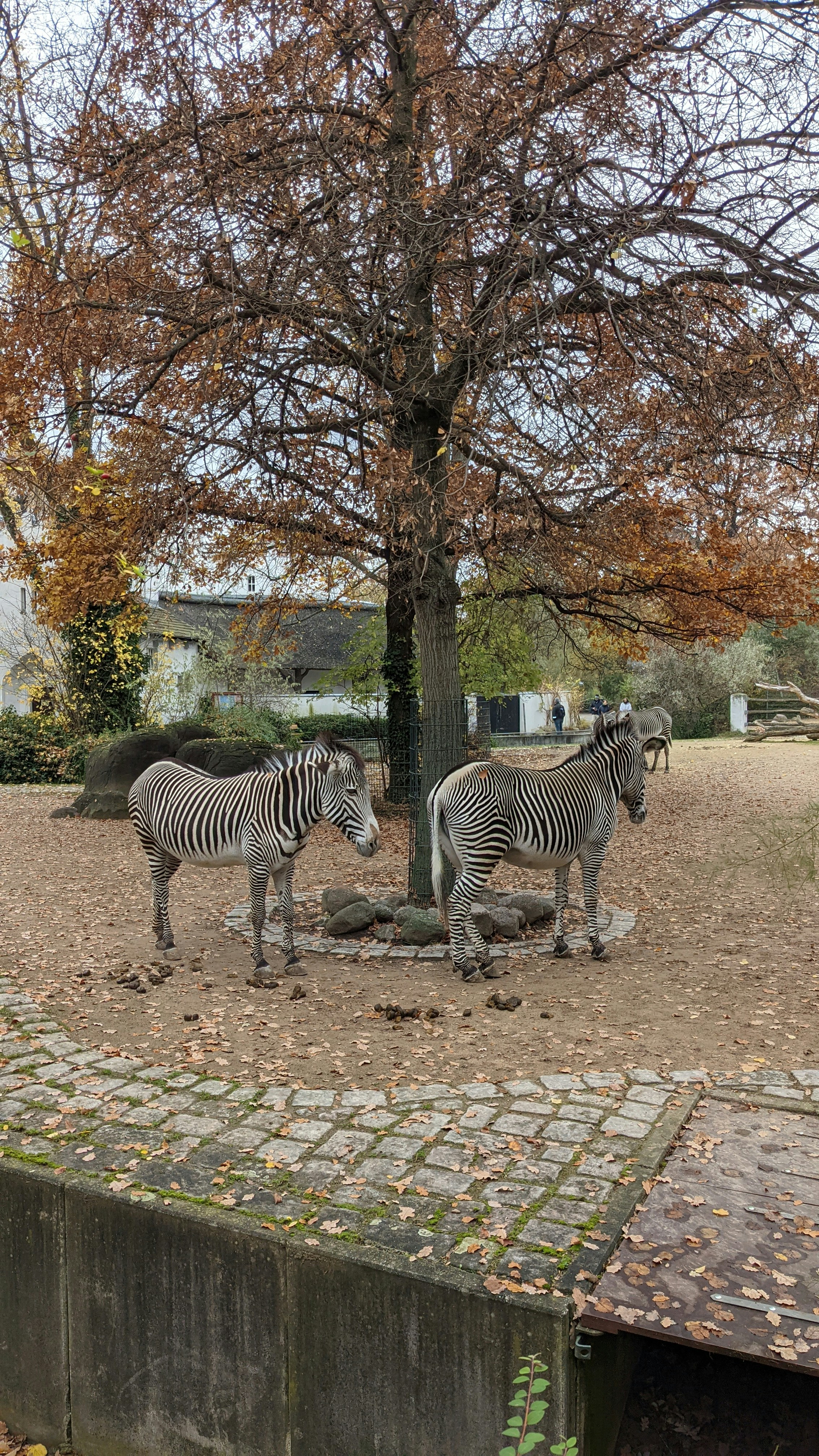 Two zebras standing near a tree with autumn leaves, surrounded by a tranquil setting. The scene captures the essence of wildlife in a seasonal backdrop.