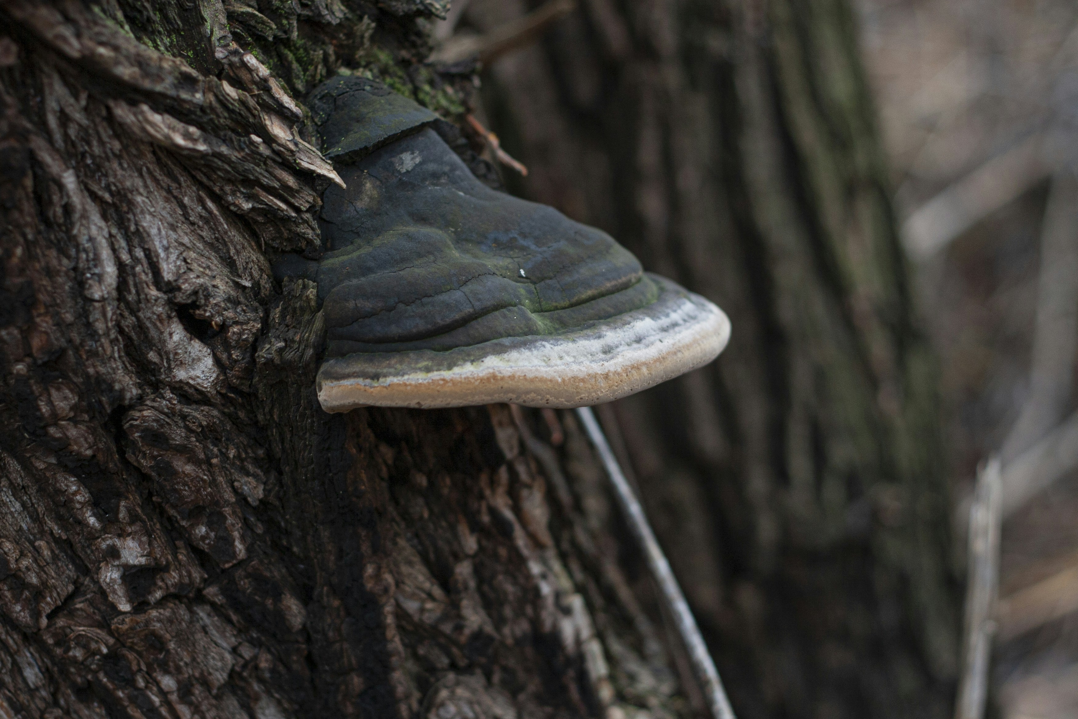 a pair of shoes hanging from a tree