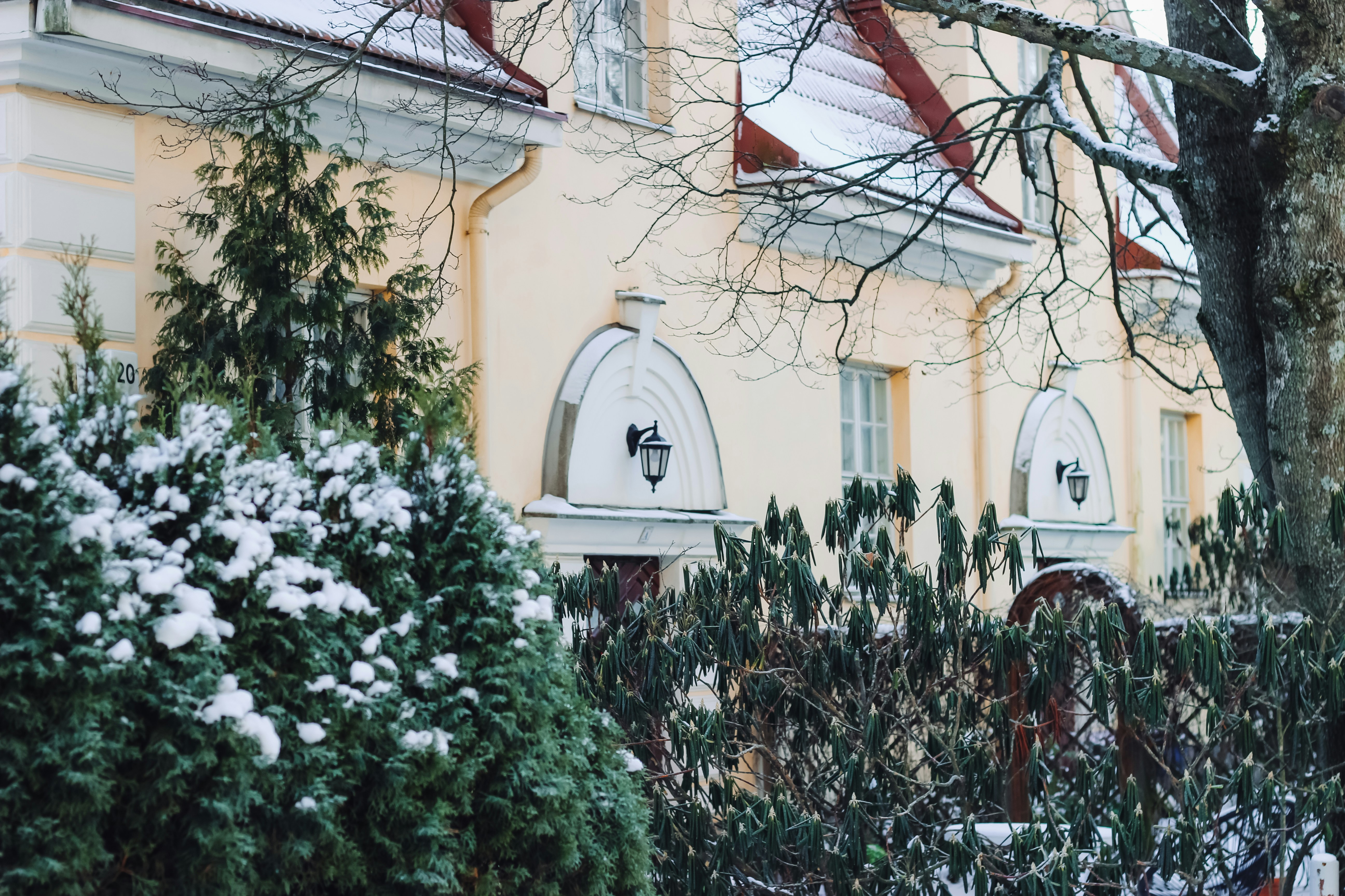 Sunlit Arches in Winter: A Pale-Yellow Townhouse Framed by Snow-Laden Foliage