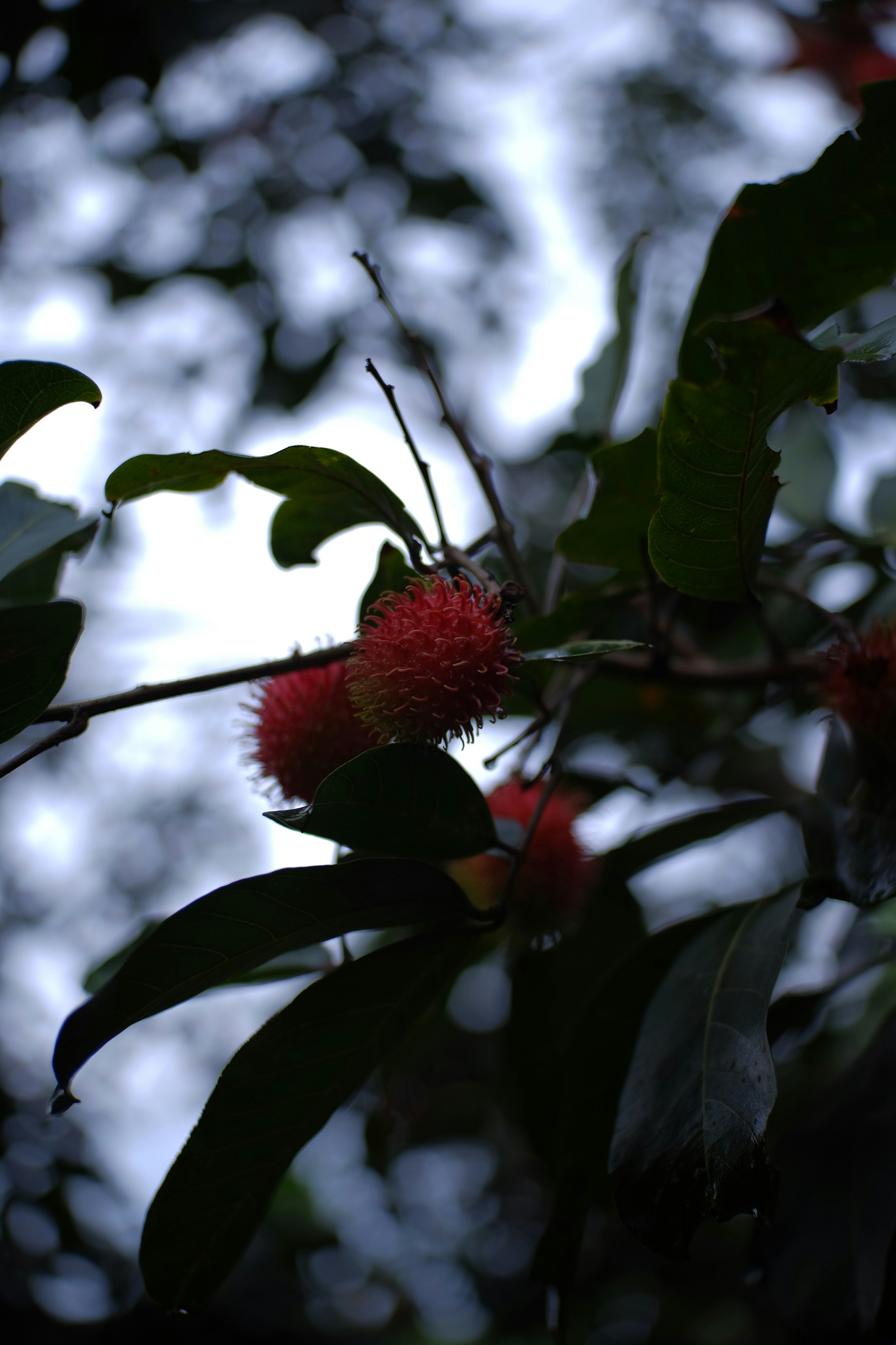 Rambutan fruits nestled among lush green leaves in a dimly lit forest. The vibrant red of the fruits contrasts beautifully with the surrounding foliage.