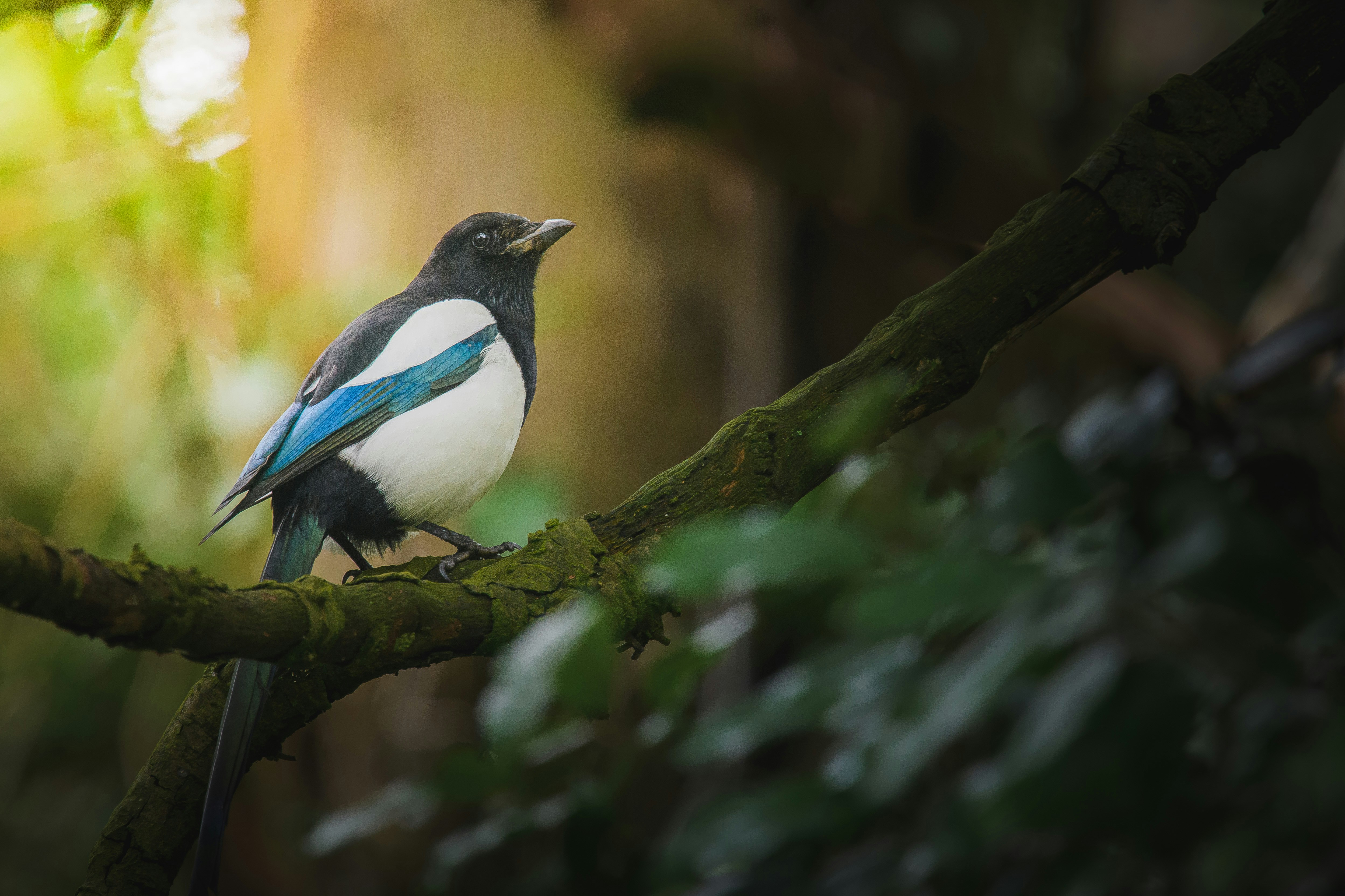 A black and white magpie with striking blue wings perched on a mossy branch amidst lush greenery.