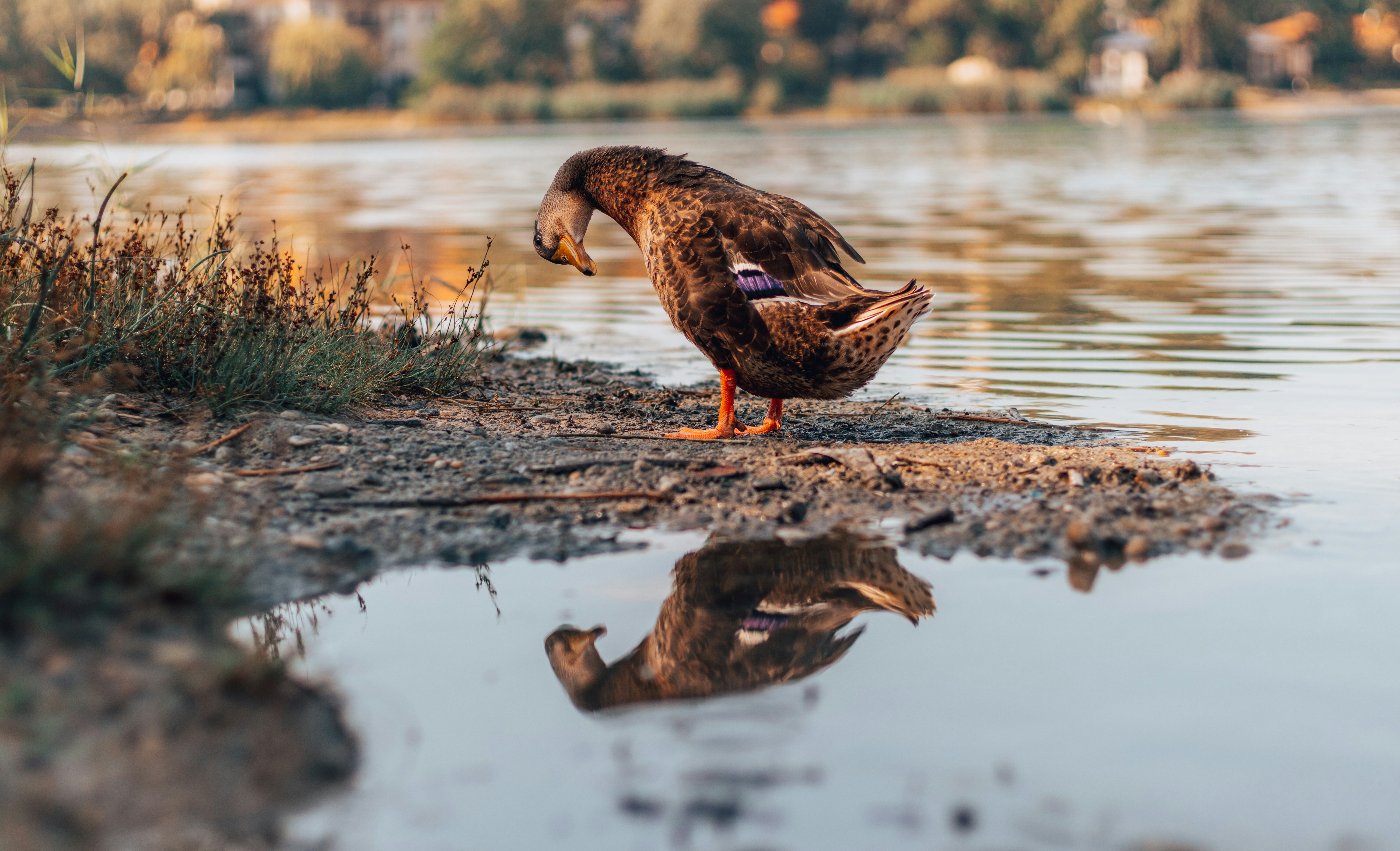 A duck preening by the water's edge, its reflection visible in the calm surface. The scene captures the tranquility of nature.