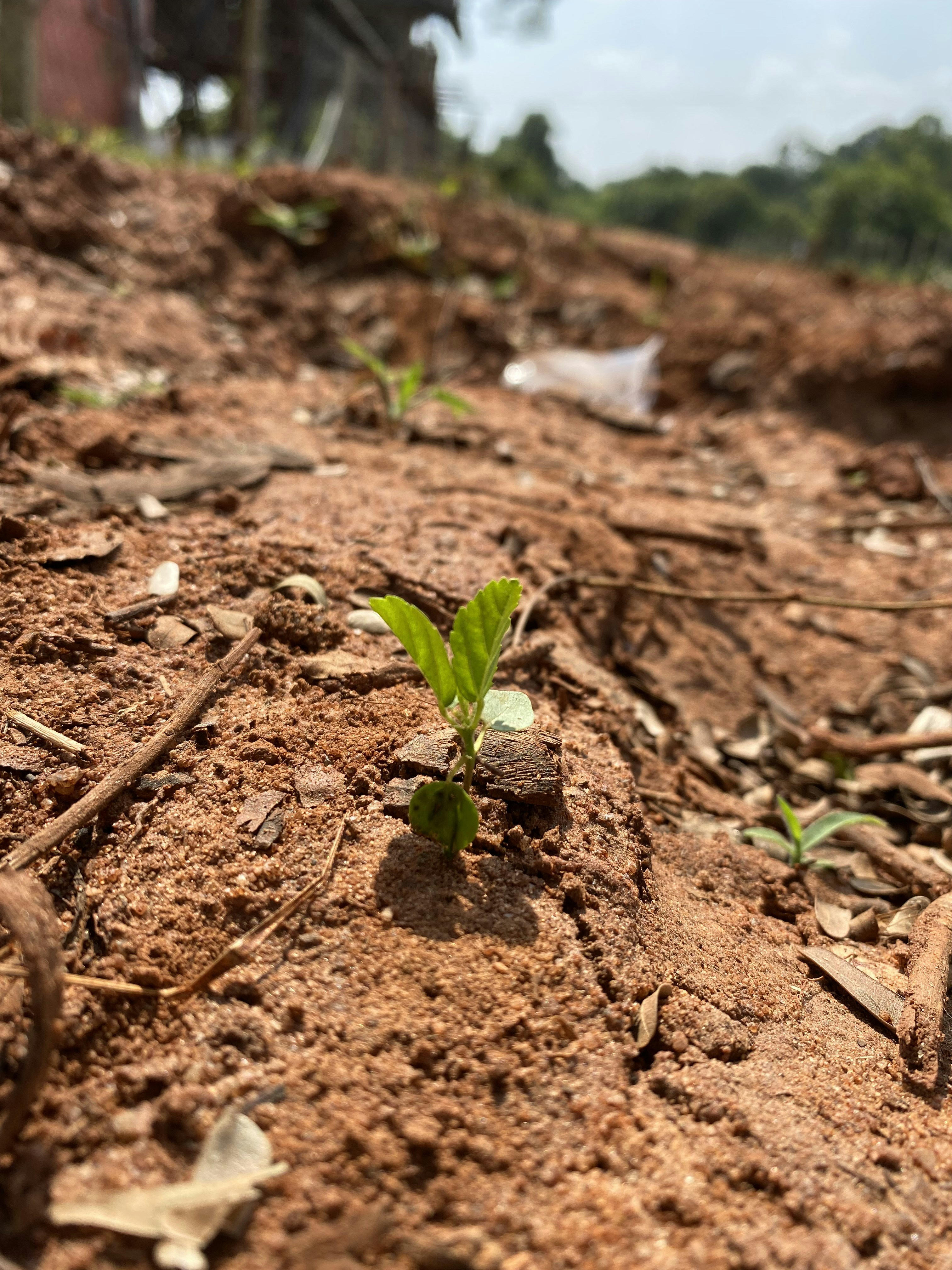 A small green sprout pushing through the brown soil, surrounded by scattered leaves and debris. The scene captures the resilience of nature in a rural setting.