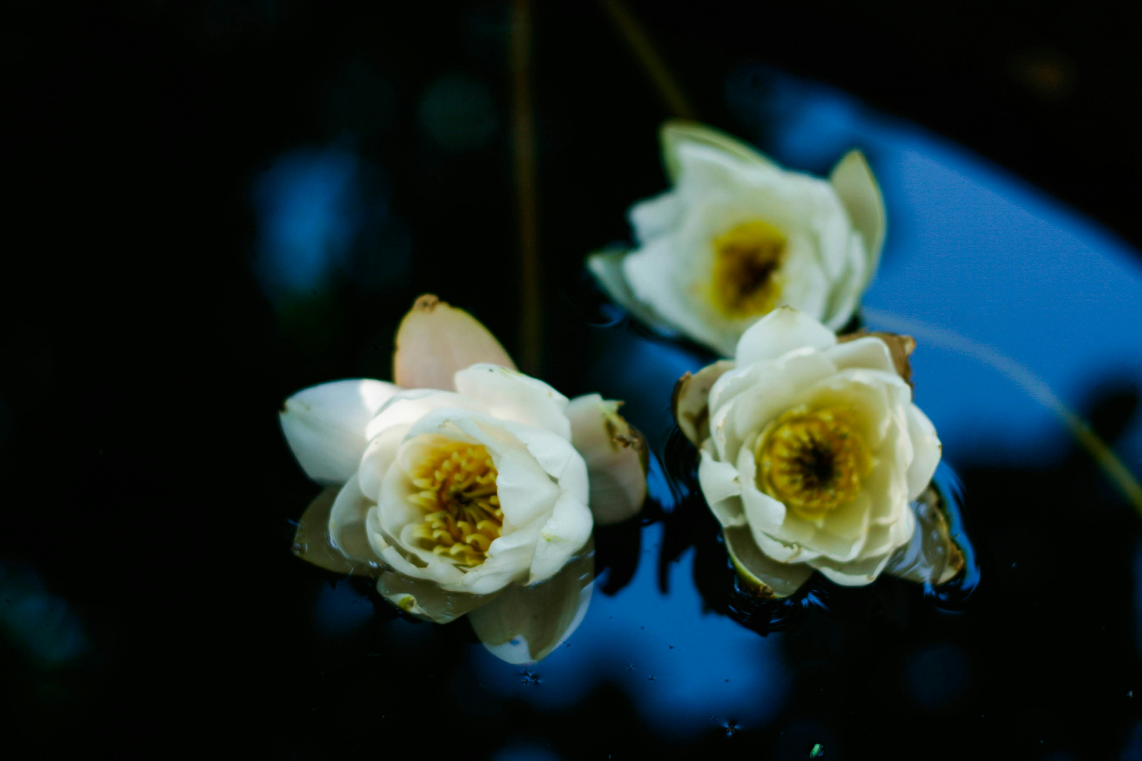three white flowers floating in a pond of water