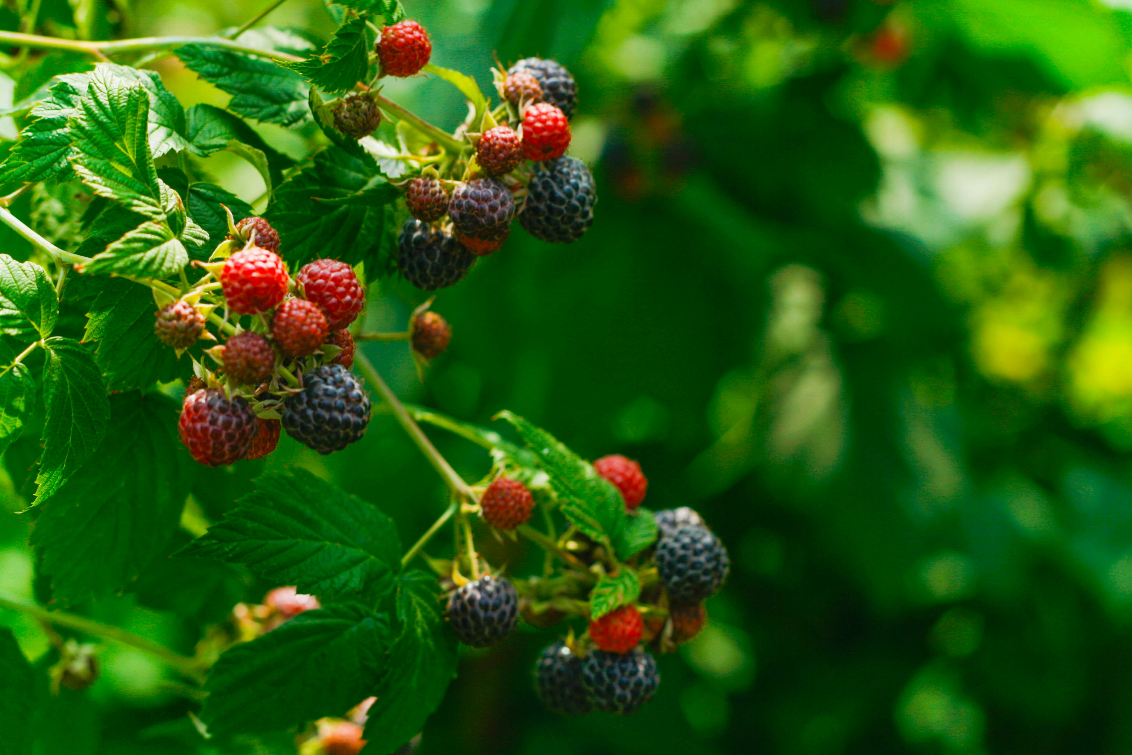 Clusters of ripe blackberries and red raspberries nestled among vibrant green leaves in a sunlit garden.