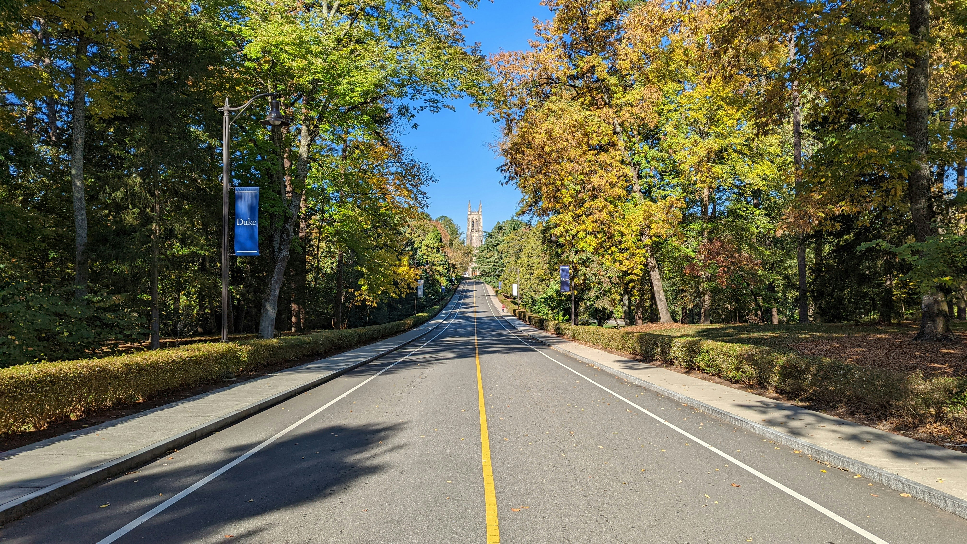 A Sunlit Ascent: Tree-lined Avenue to a Distant Summit