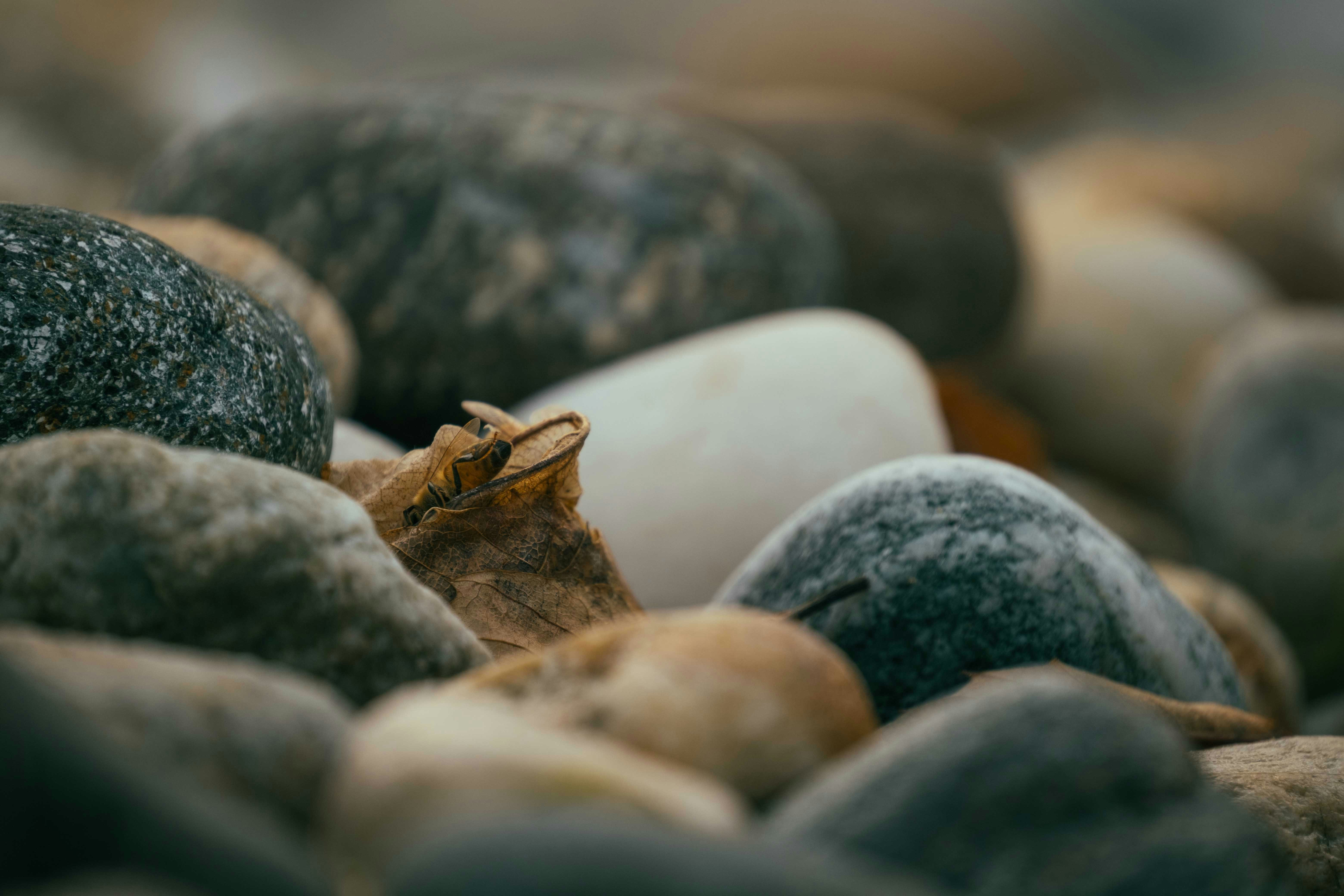 A small insect sitting on top of a pile of rocks photo – Free Rock ...