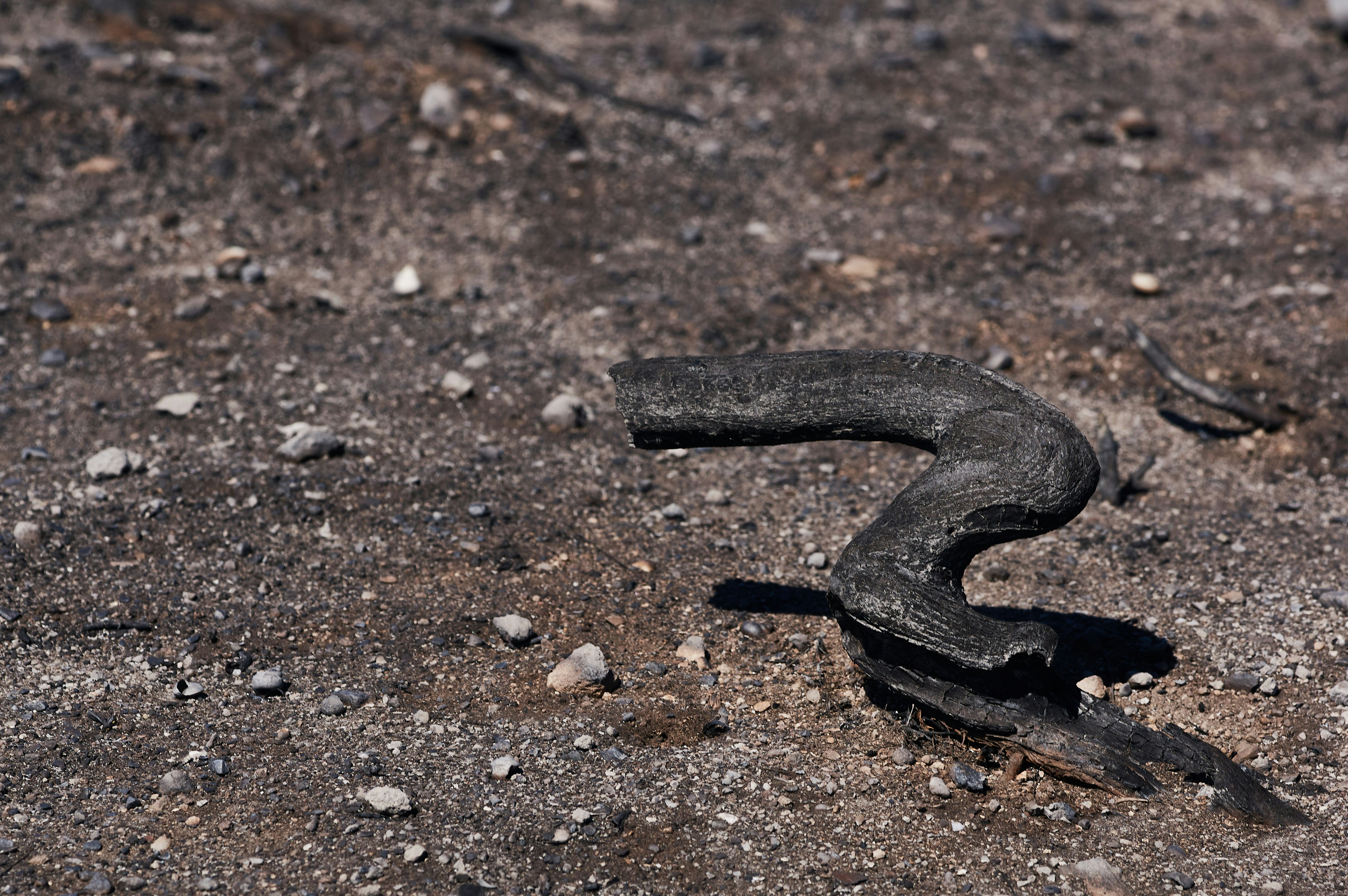 a black snake is laying on the ground