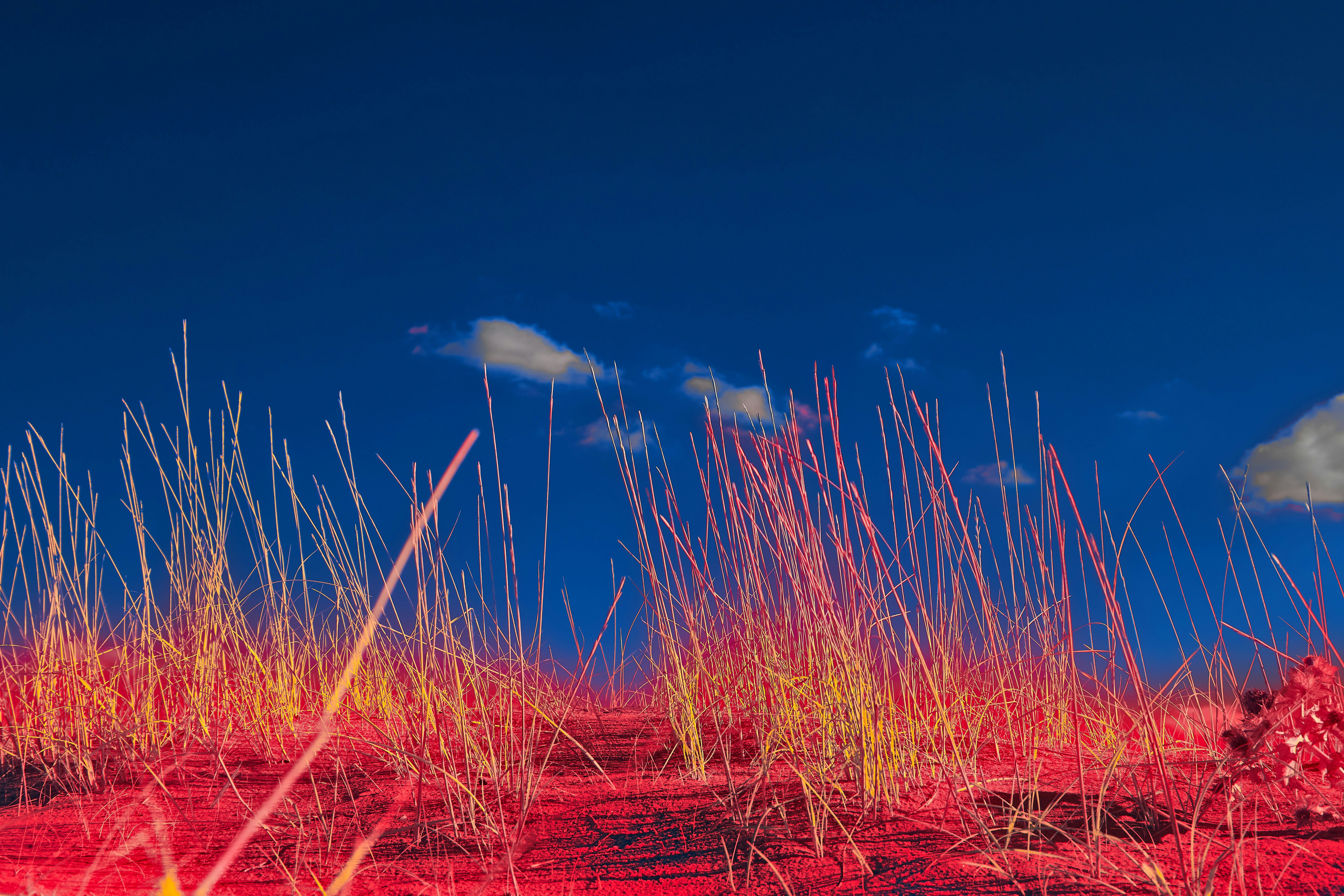 A blue sky and some red grass and some clouds photo – Free Nature Image ...