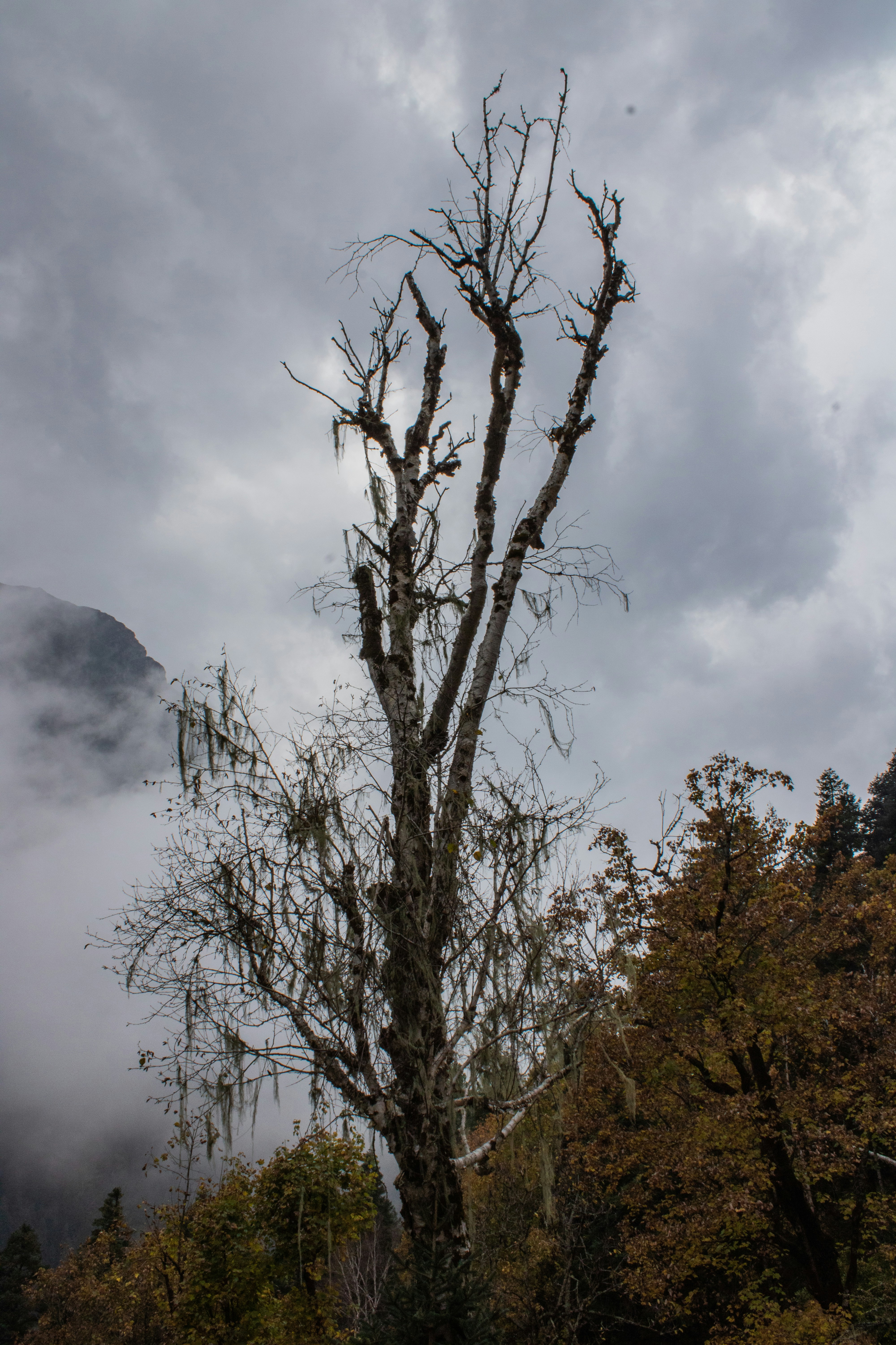 A dead tree in the middle of a forest photo – Free Sankari range Image ...