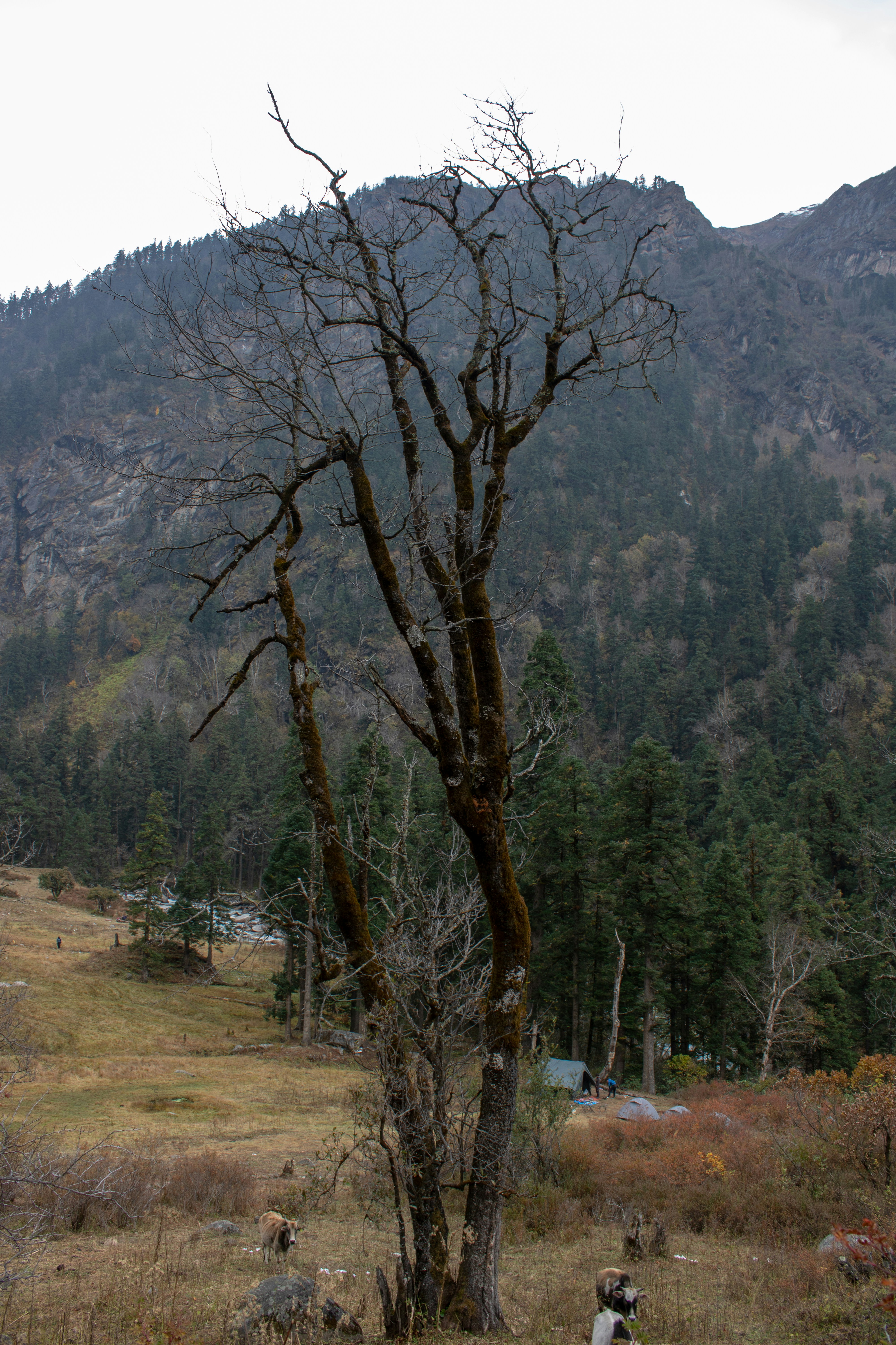 Bare-branch sentinel against a pine-carved valley