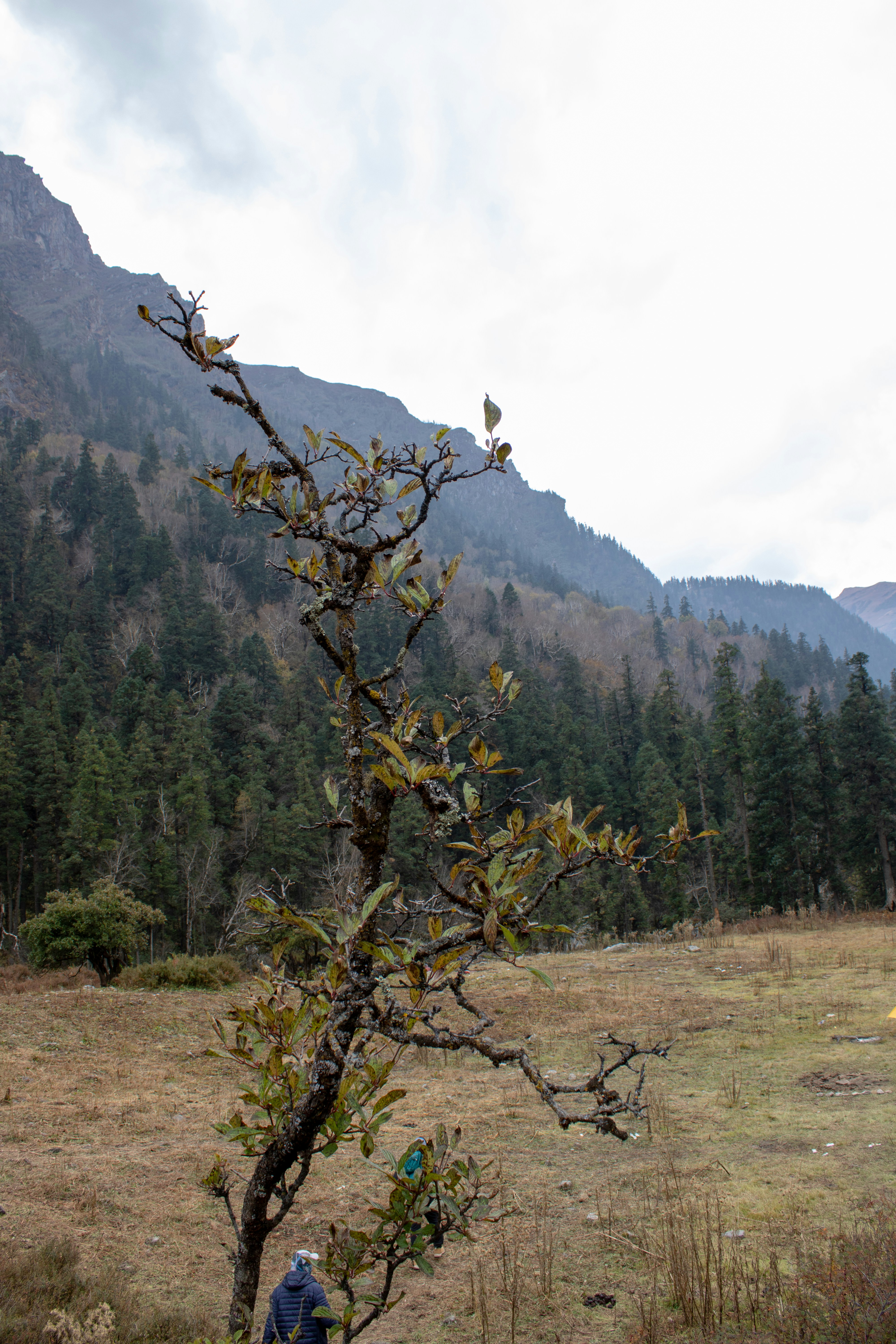 Whispers of Nature: A Tree's Silent Story