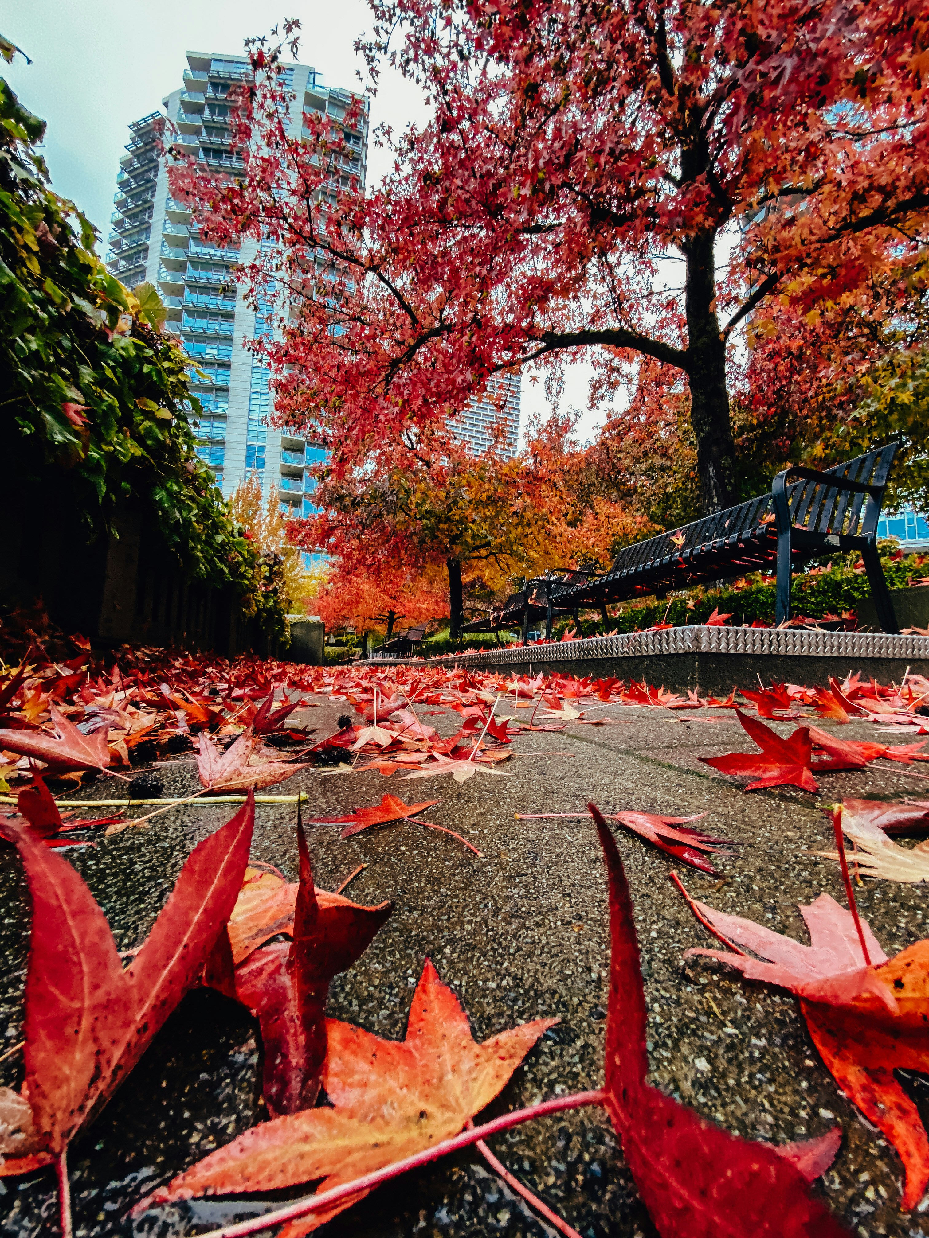 Crimson Autumn Veil Over a City Park