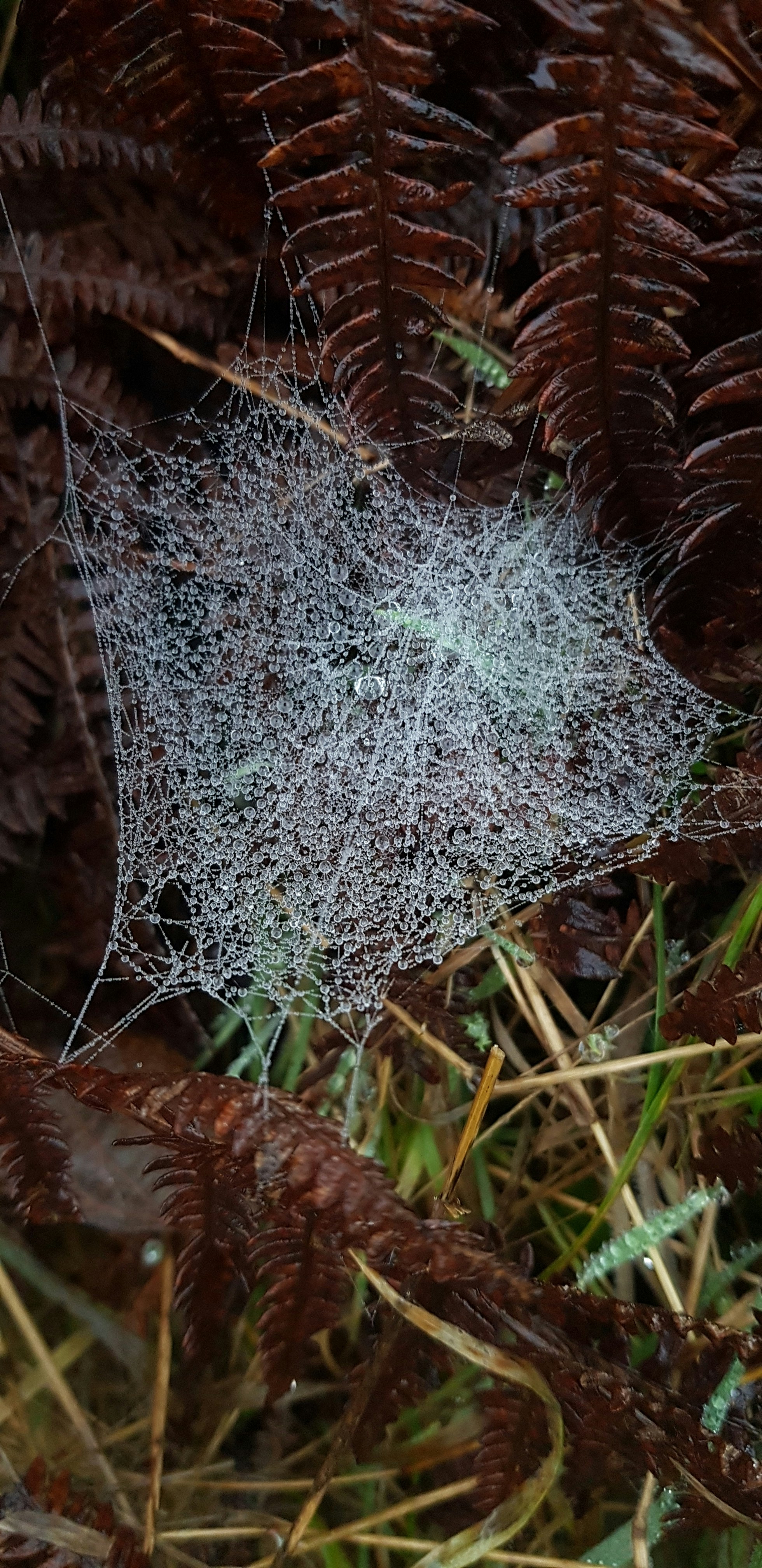 Spider web with dew drops in a misty wood in autumn