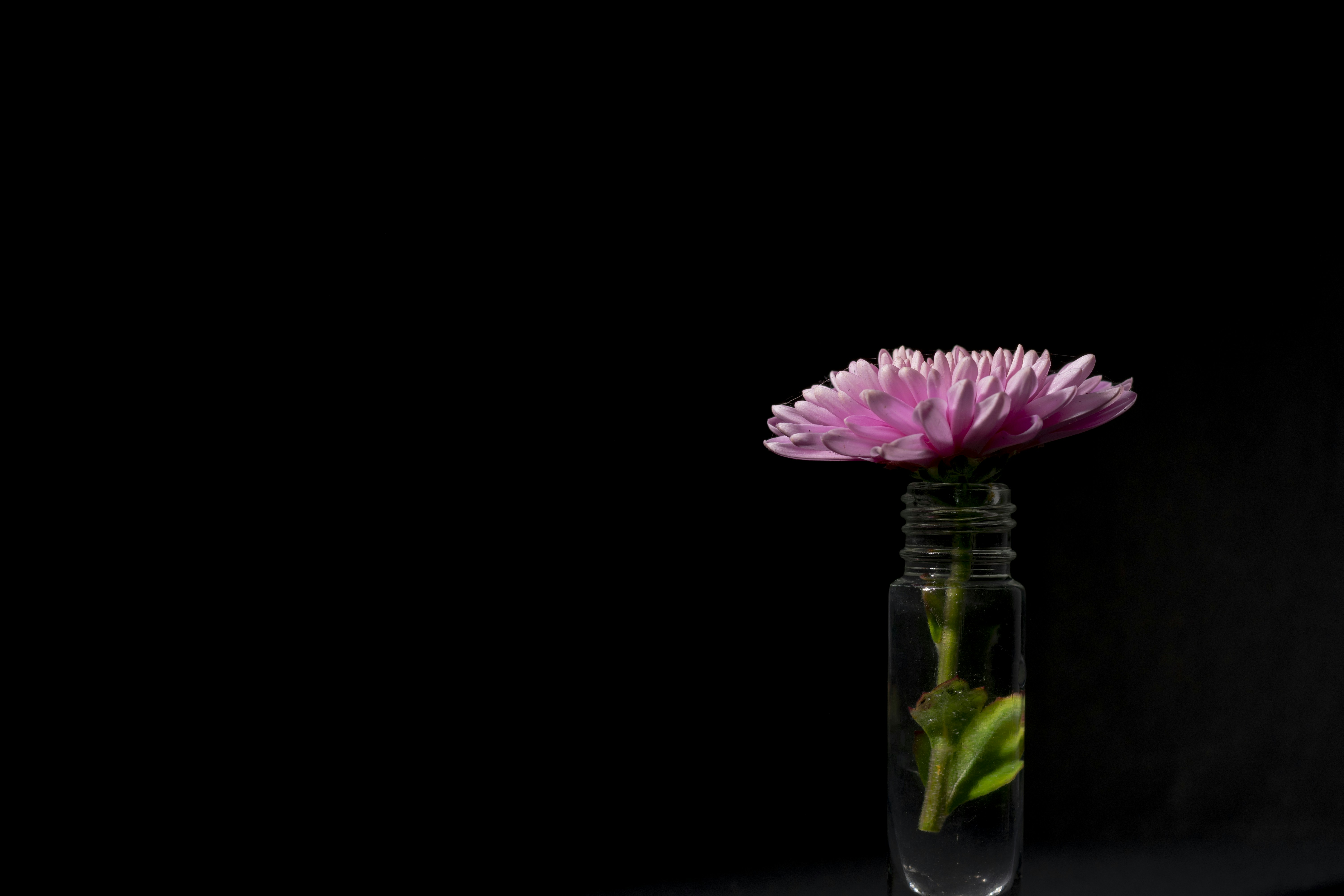 Petals in a Bottle: Pink Chrysanthemum Against Dark Velvet