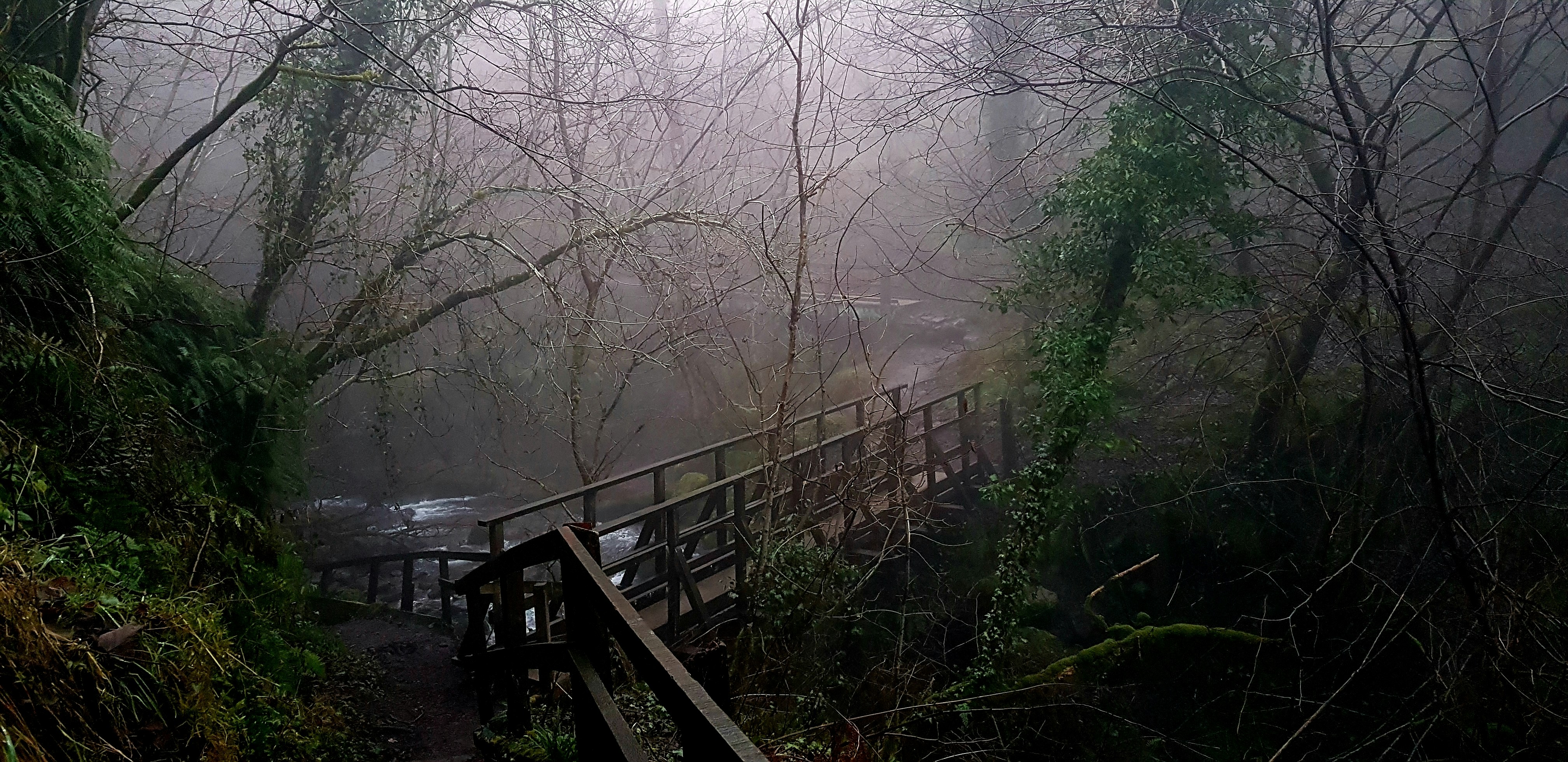 a wooden bridge in the middle of a forest