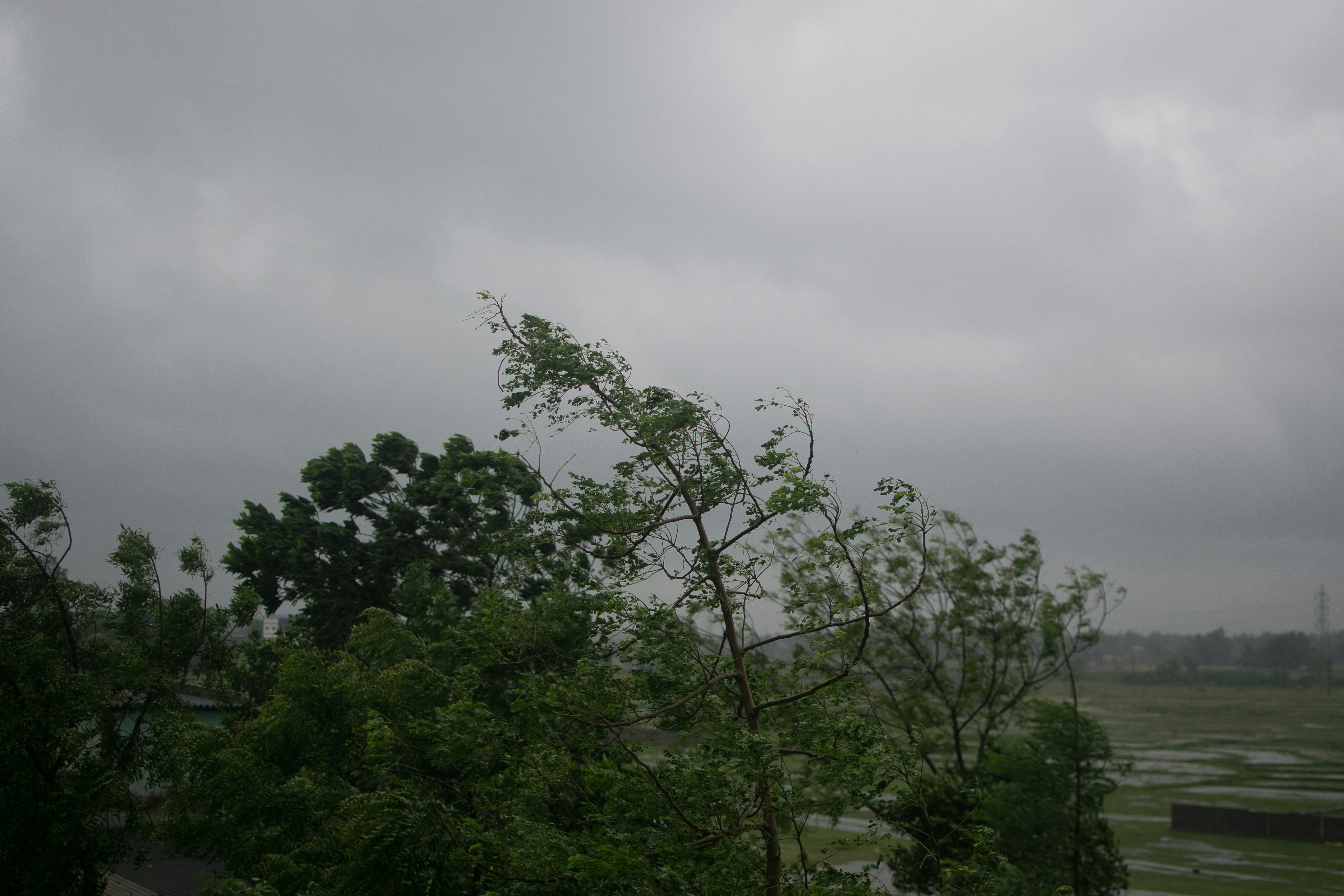 Leaning Tree Against a Churning Gray Sky Over Flooded Plains
