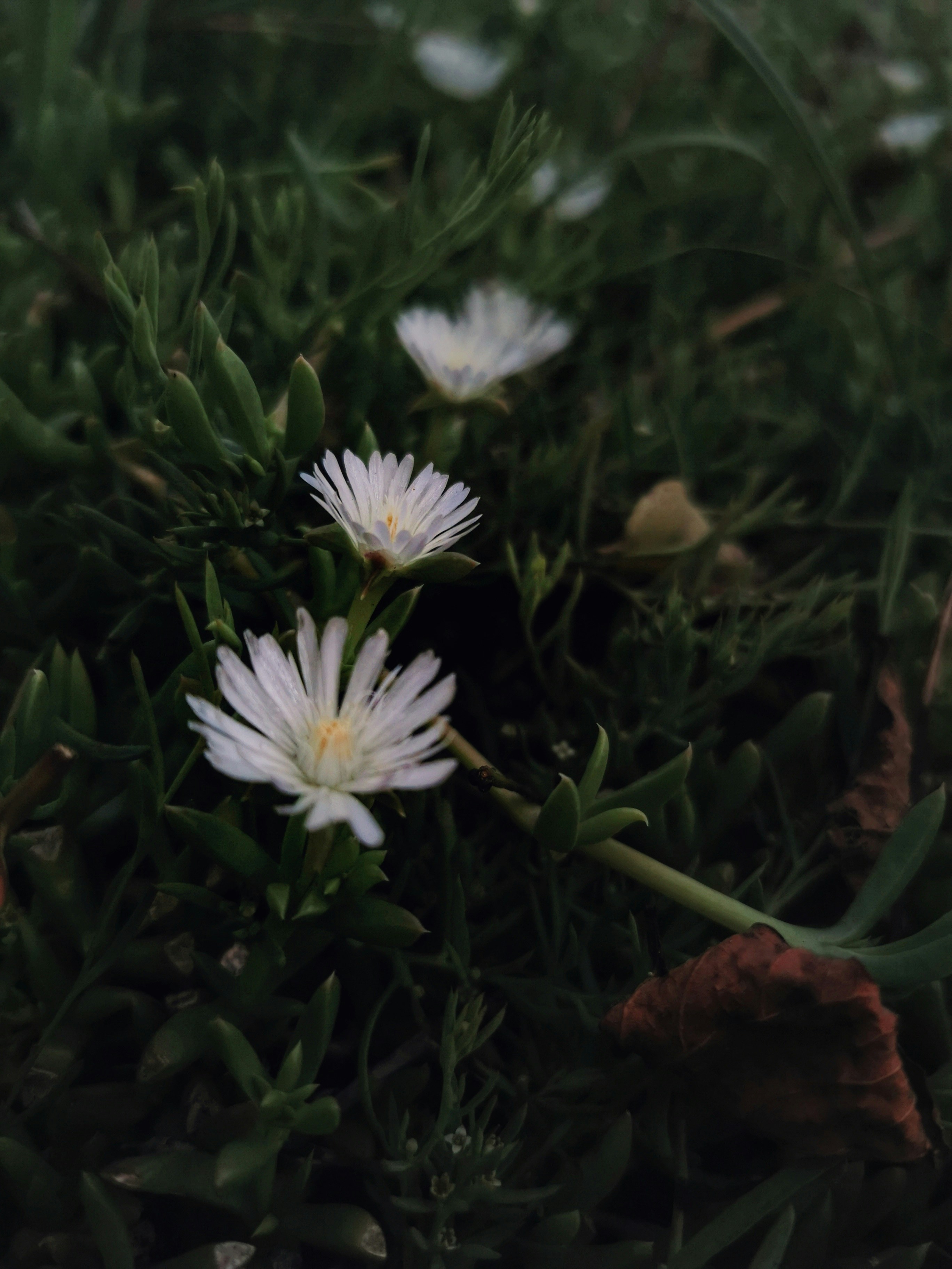 a group of white flowers sitting on top of a lush green field