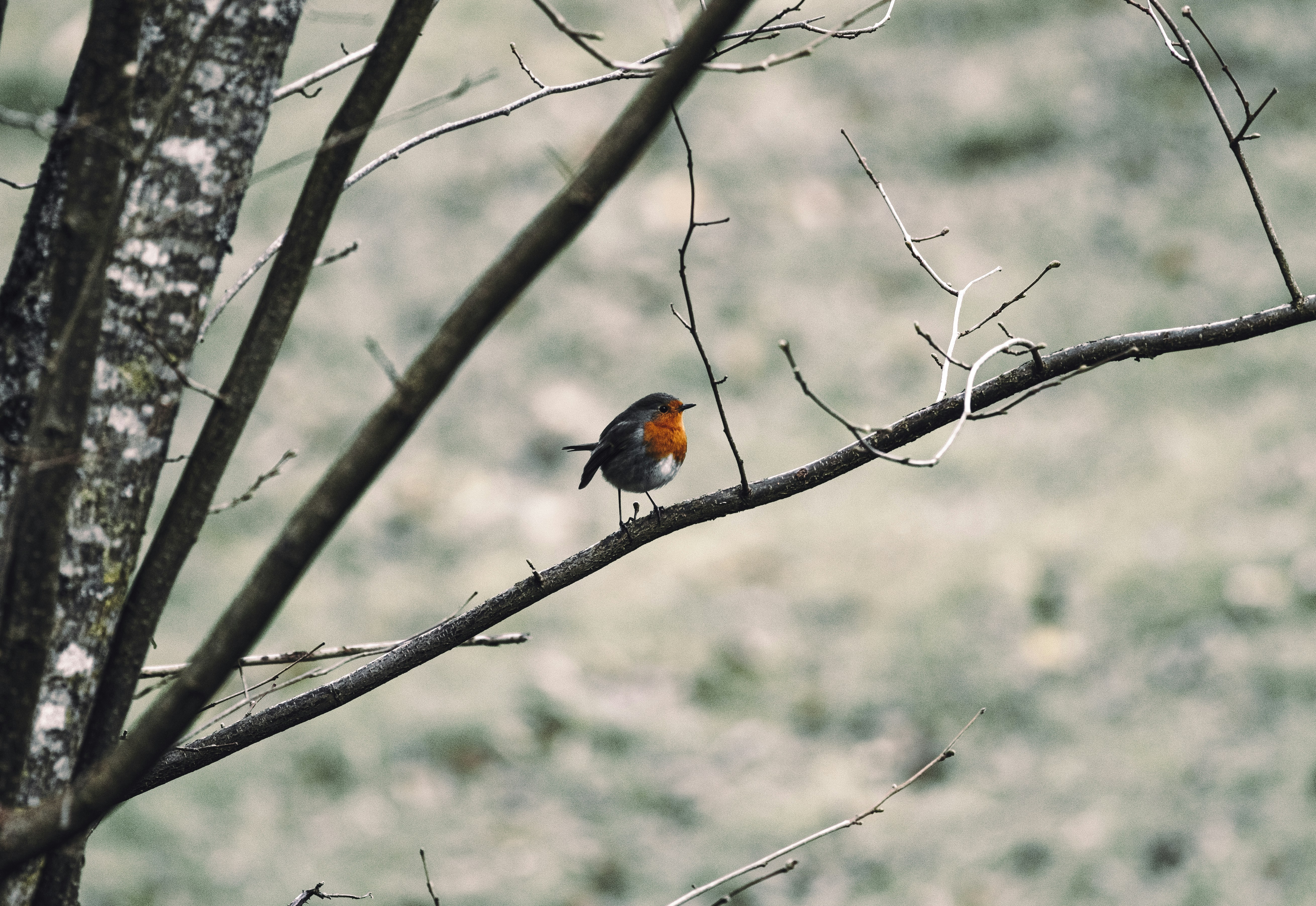 European robin perched on a bare branch amidst a muted winter landscape.