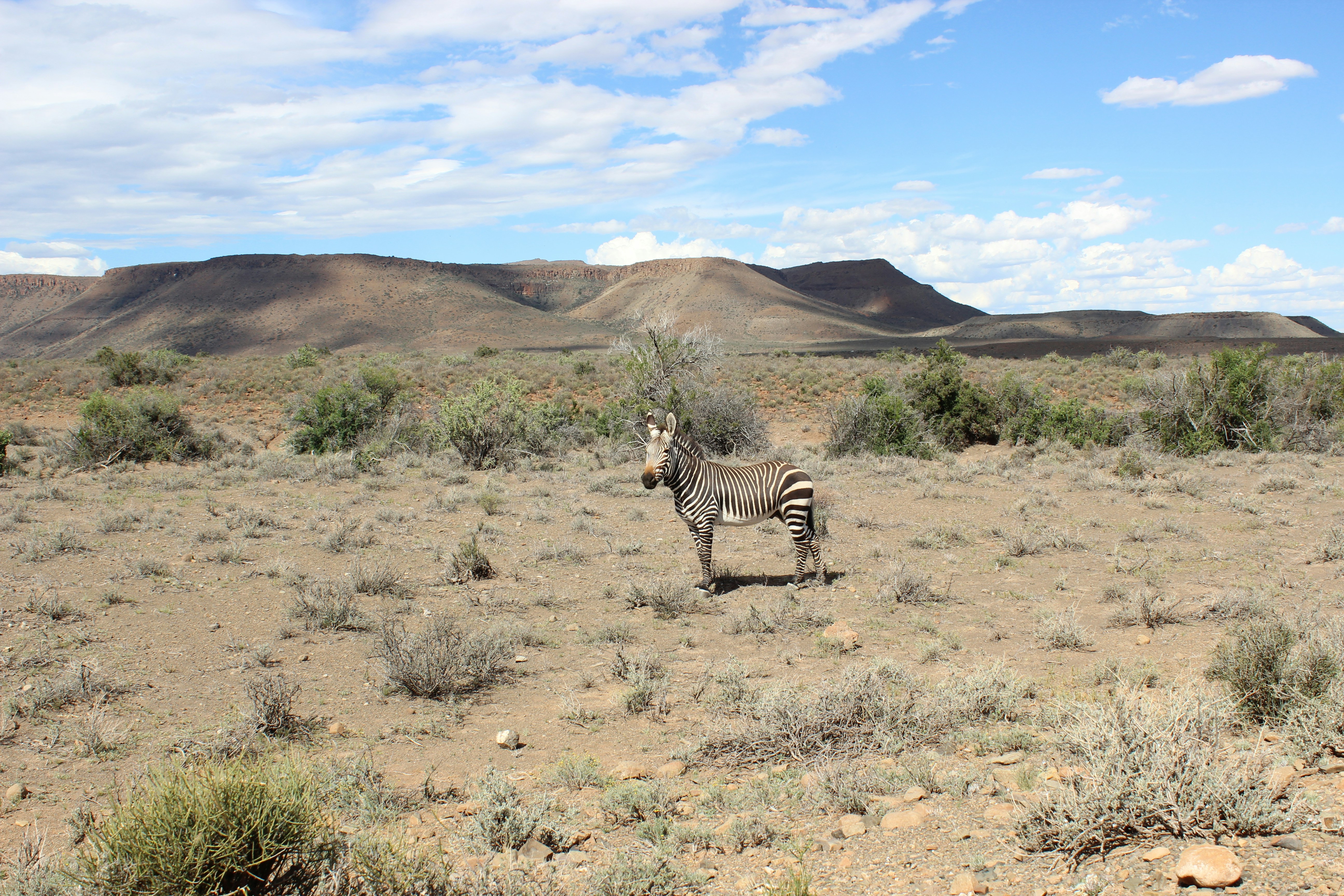 Zebra on a quiet savannah against distant mesas