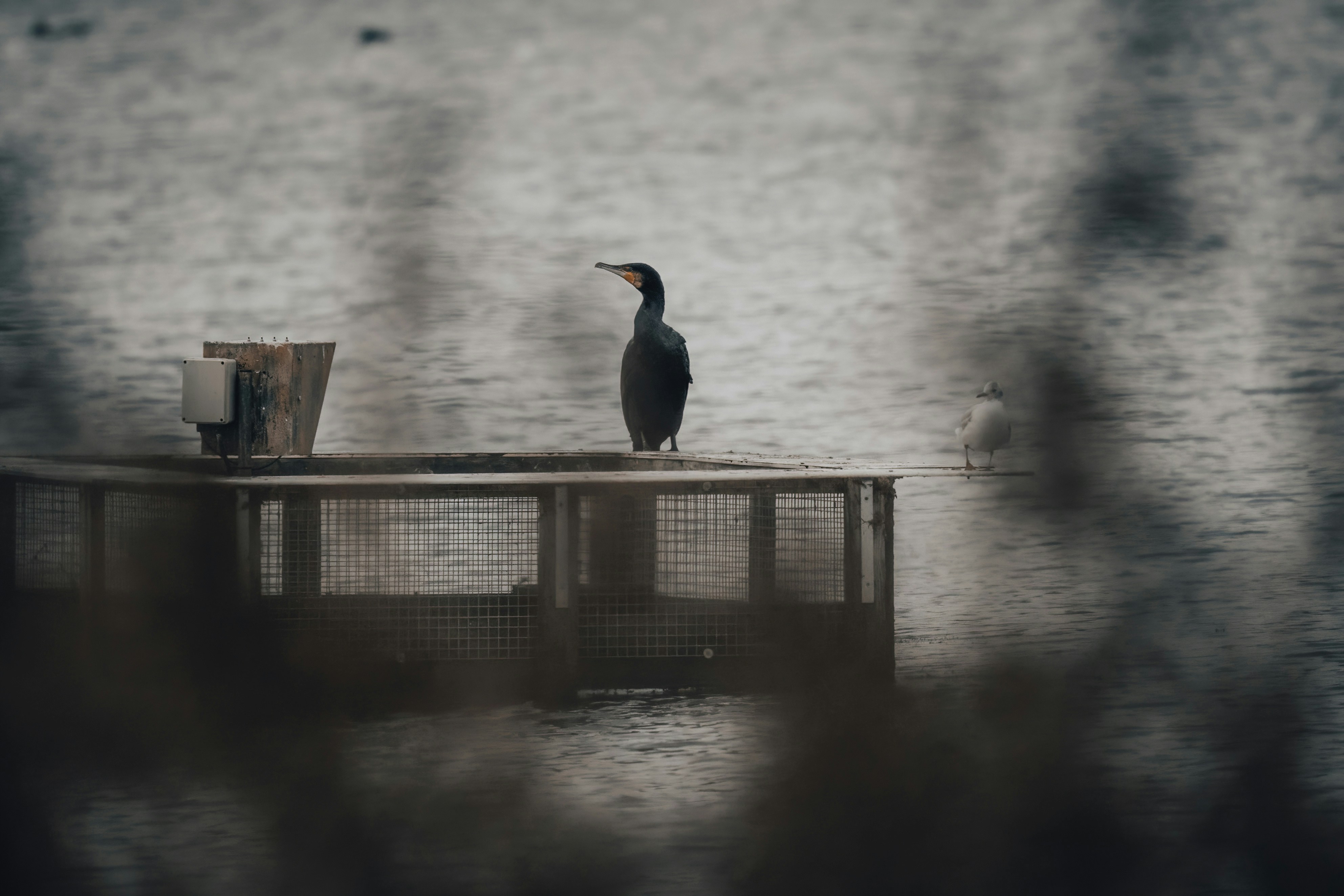 On the Dock: A Black Heron Sentinel by the Quiet Water