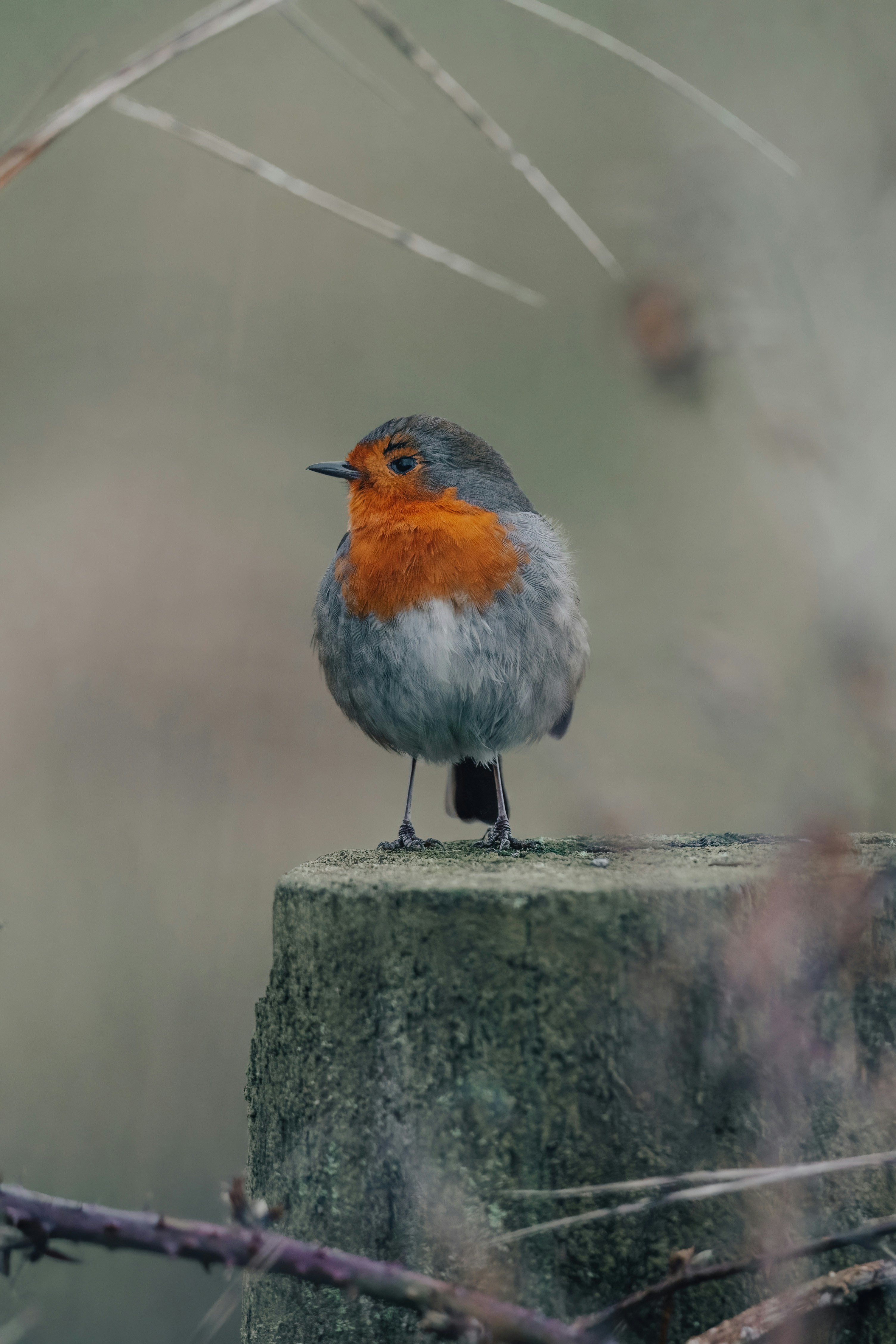 Robin on a Weathered Post: Quiet Confidence Against a Soft Backdrop