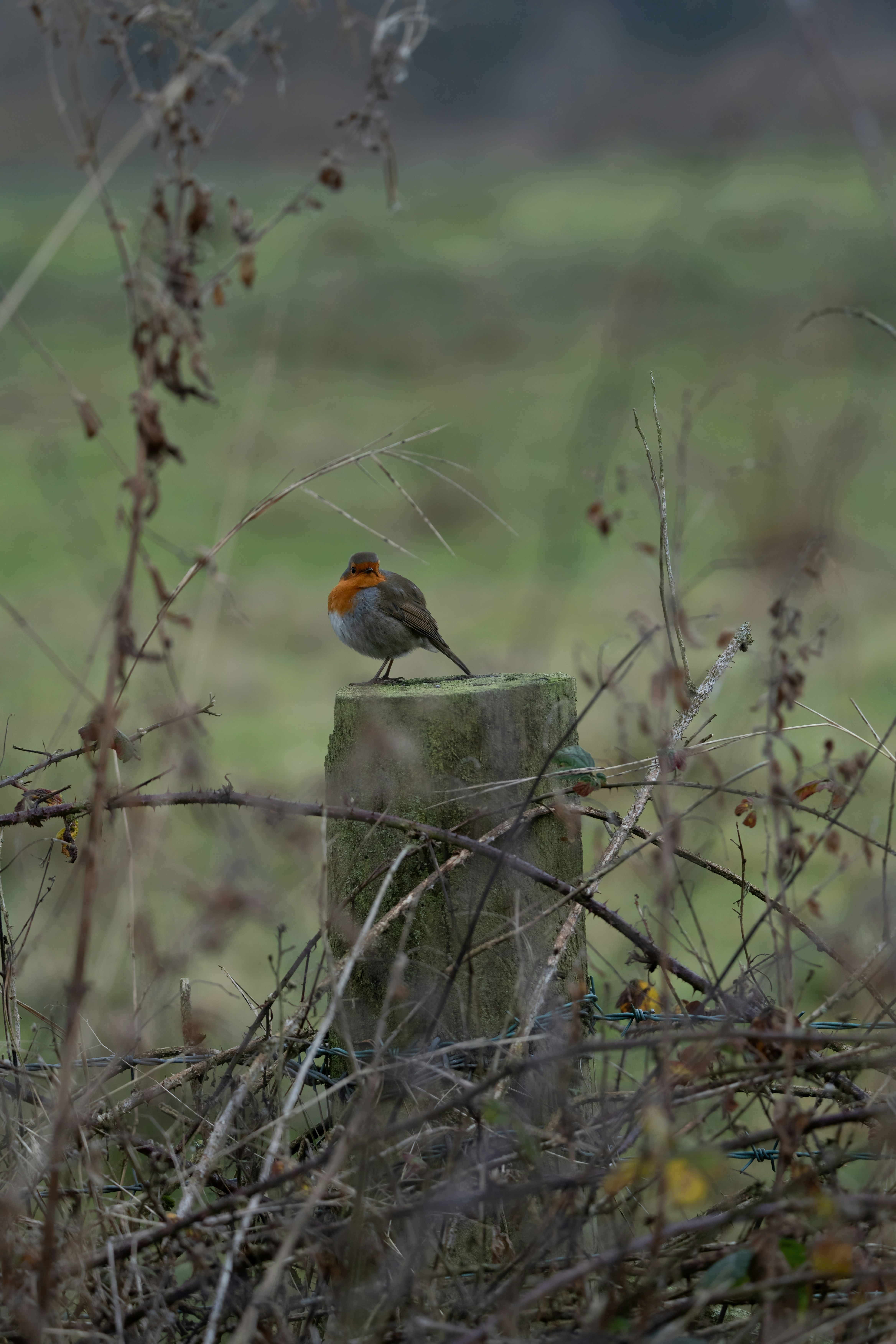 Robin on a Weathered Post in a Quiet Field