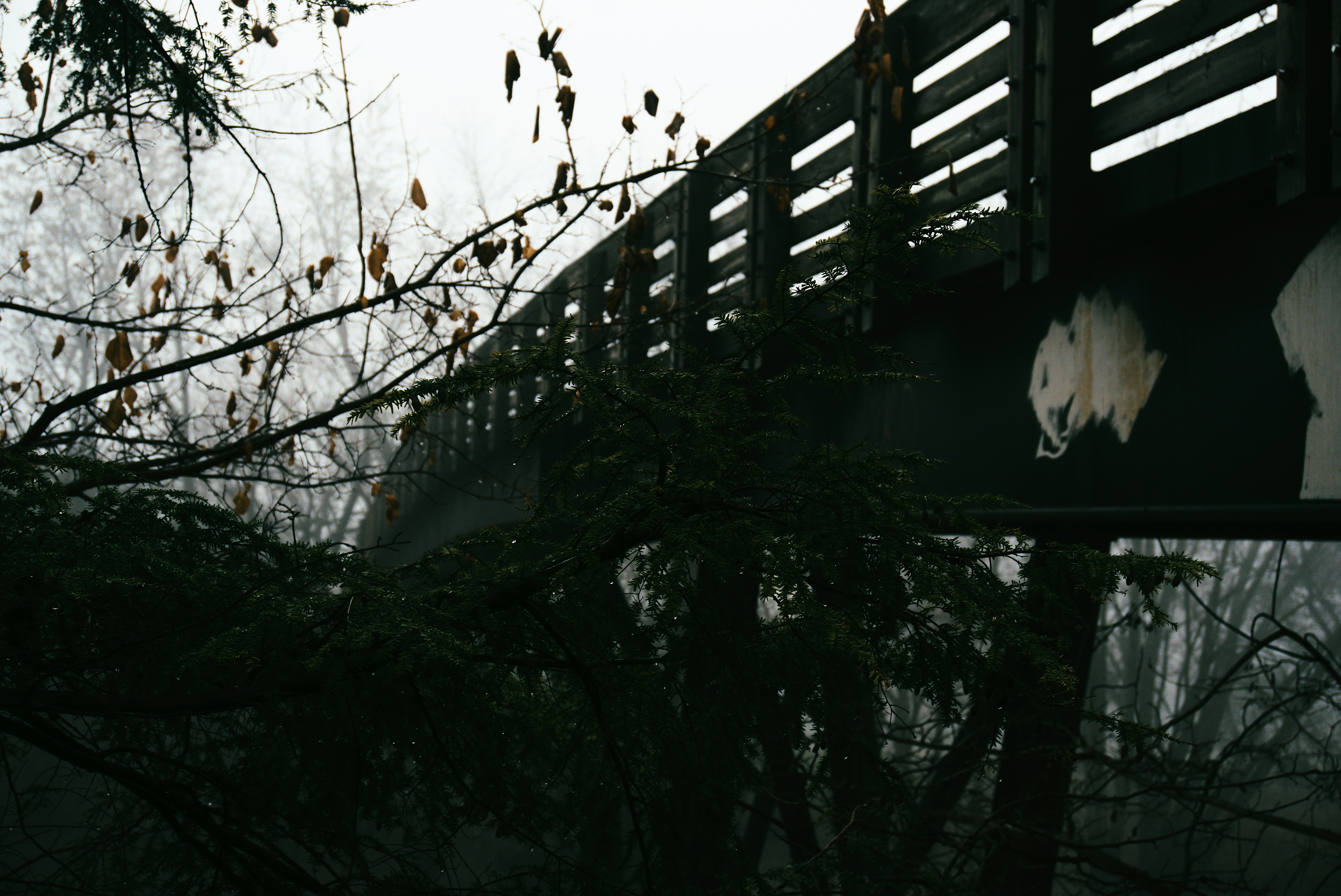 Bridge in the Mist: A Silent Span Over the Shadowed Forest