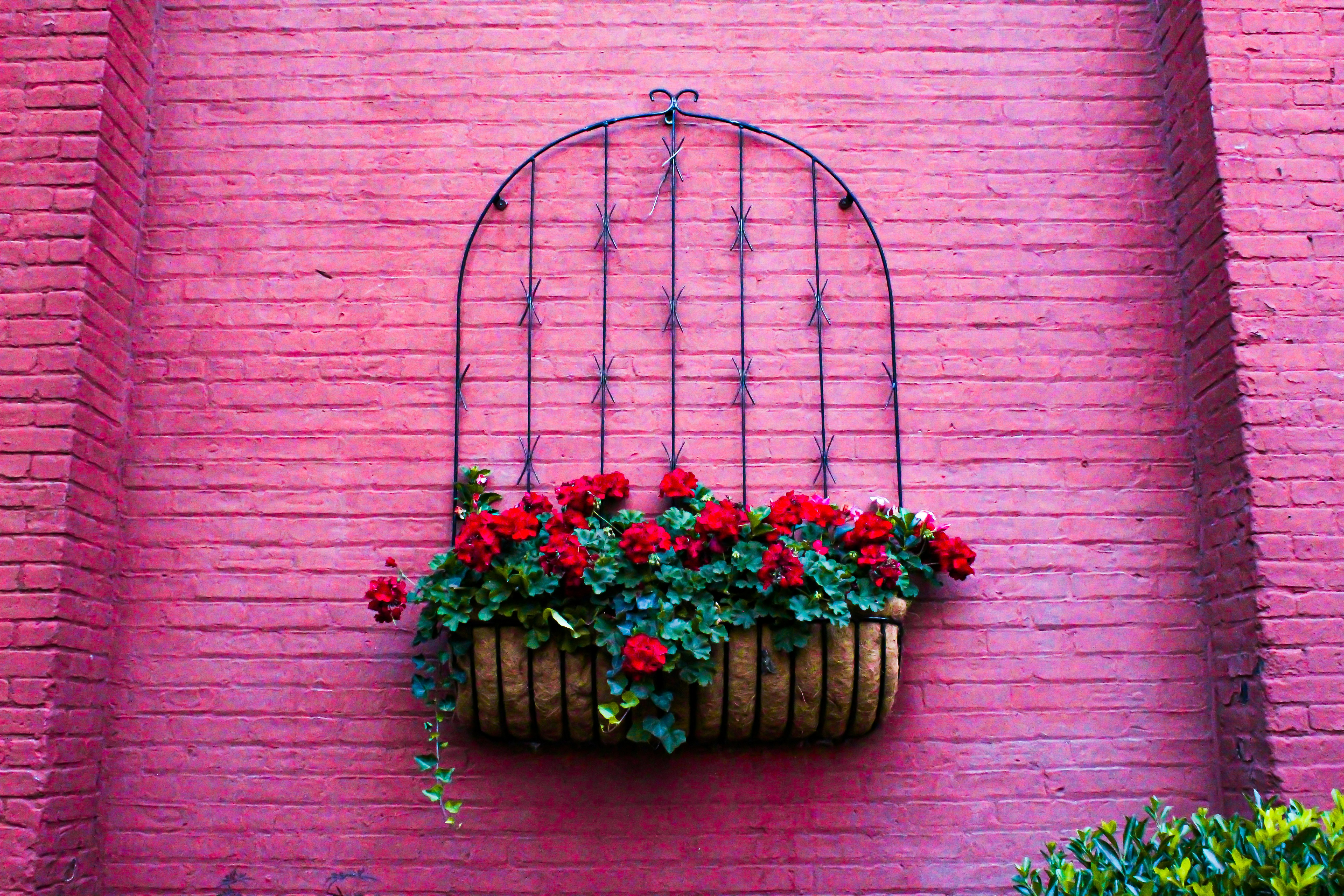 Vivid Blooms Against Urban Canvas