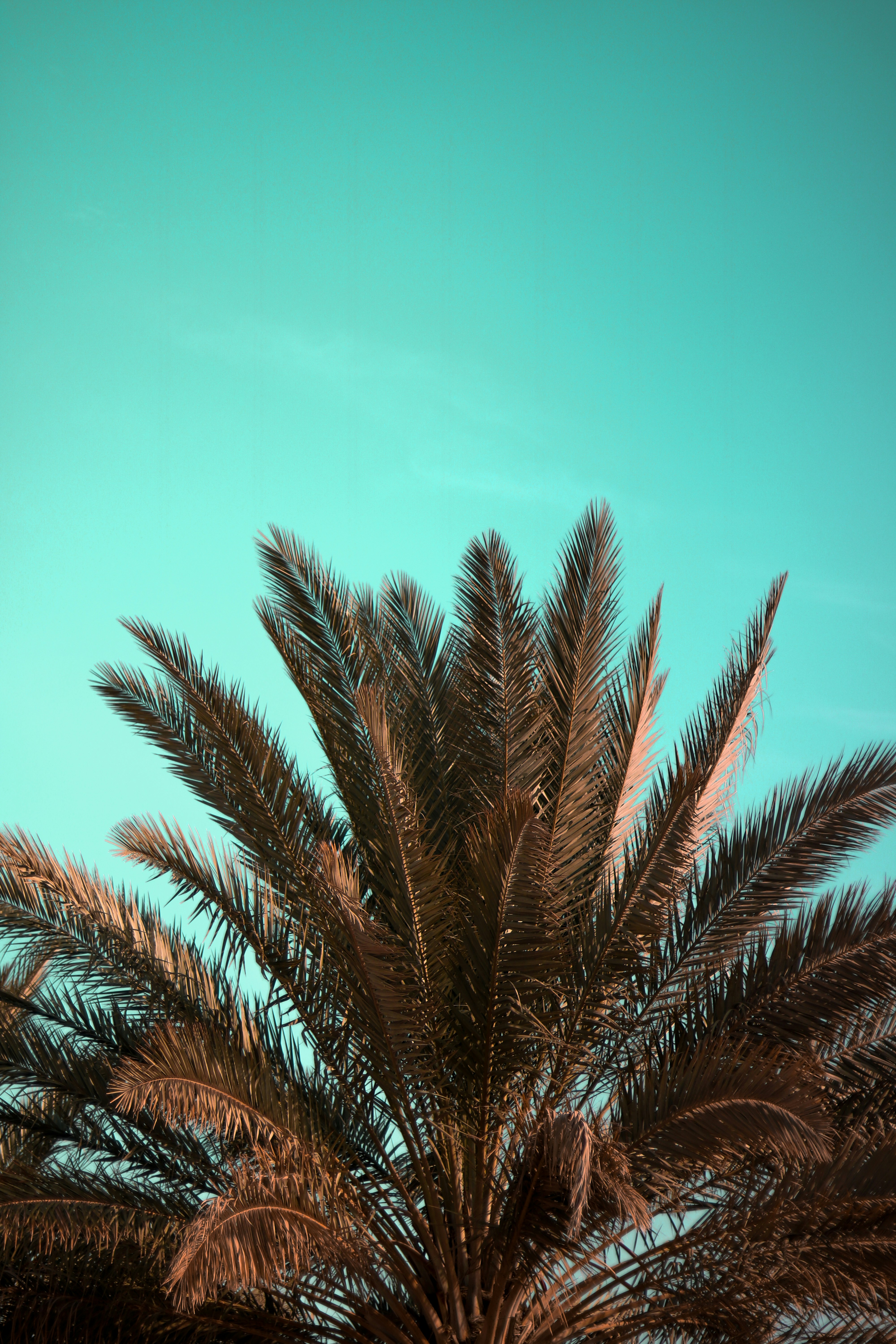 A palm tree with a blue sky in the background photo – Free Plant Image ...